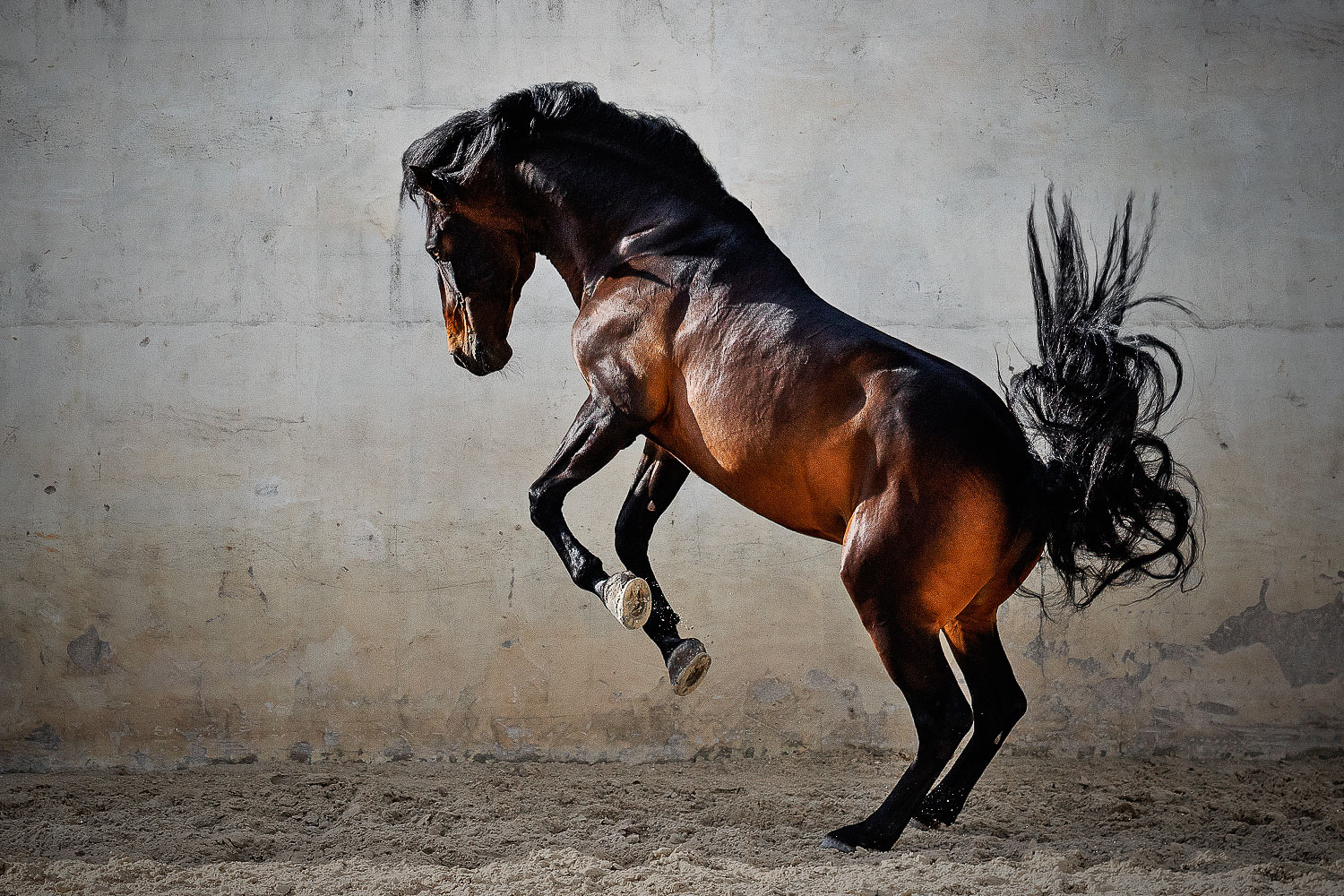 Power of Image - Equestrian Photography & Video Productions | Lusitano ...