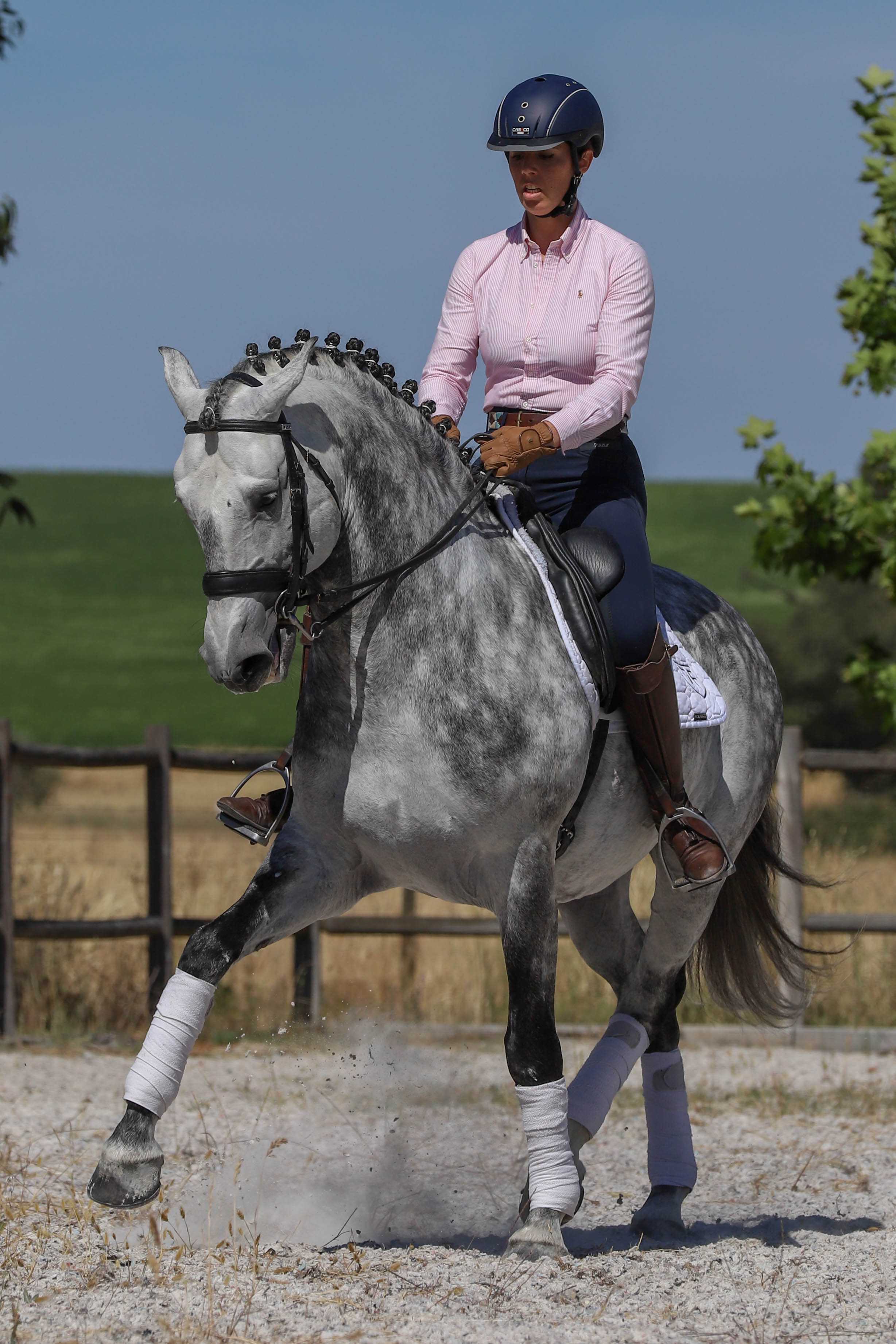 Lusitano Horses for Sale | Lusitano World