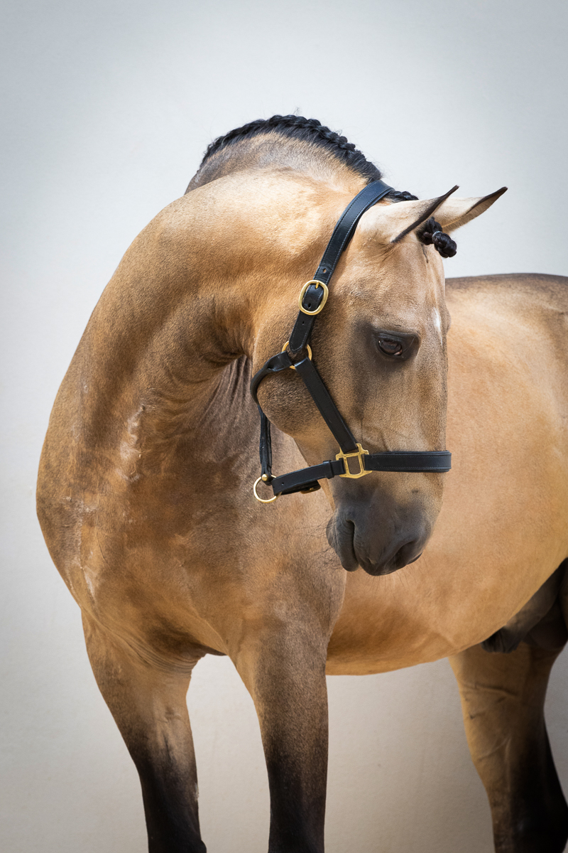 Lusitano Horses for Sale | Lusitano World