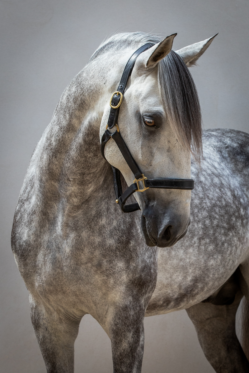 Lusitano Horses for Sale | Lusitano World