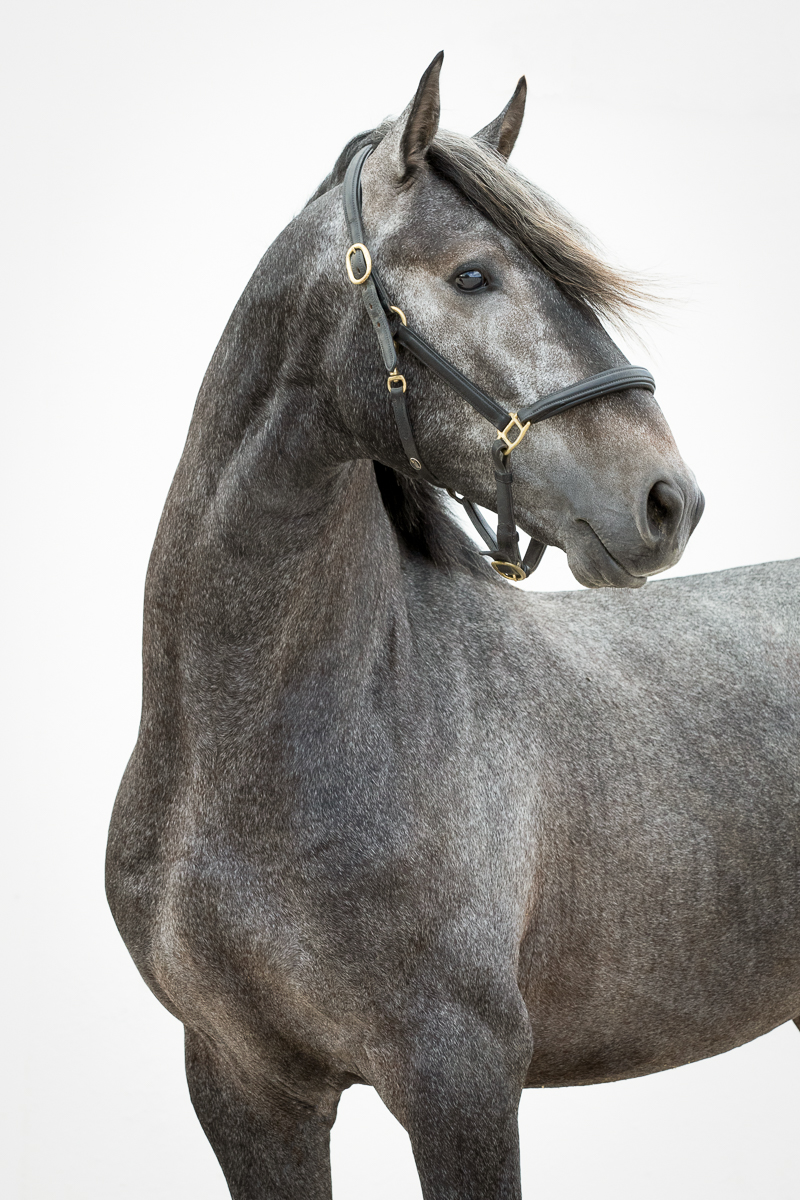 Lusitano World | Lusitano World