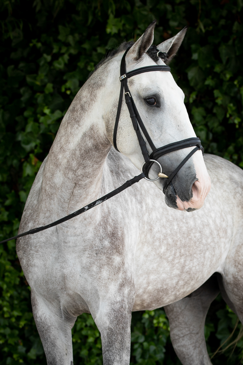 Lusitano Horses for Sale | Lusitano World