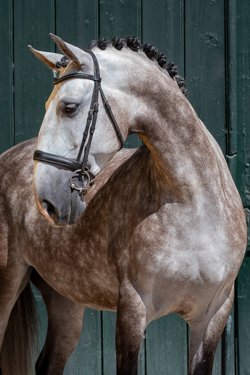 Lusitano Horses for Sale | Lusitano World