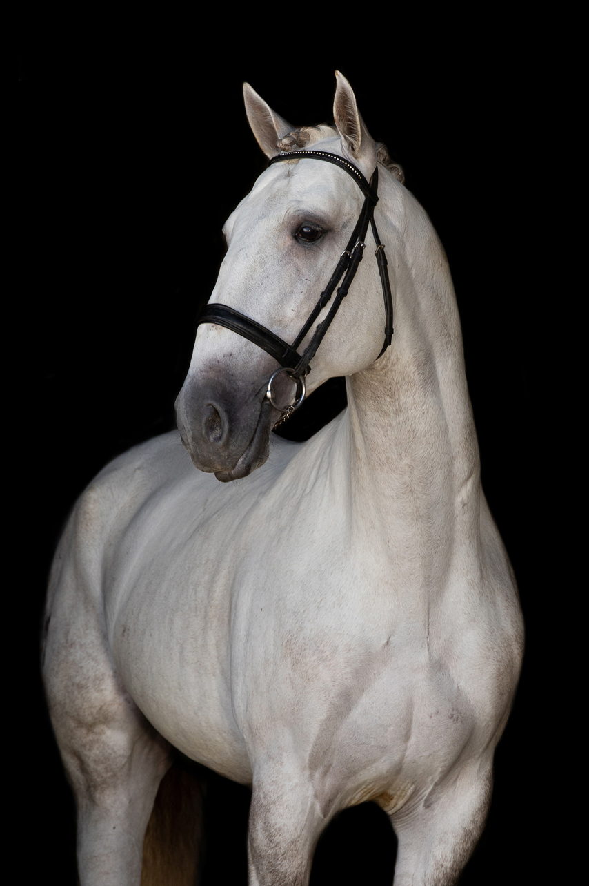 Lusitano World | Lusitano World