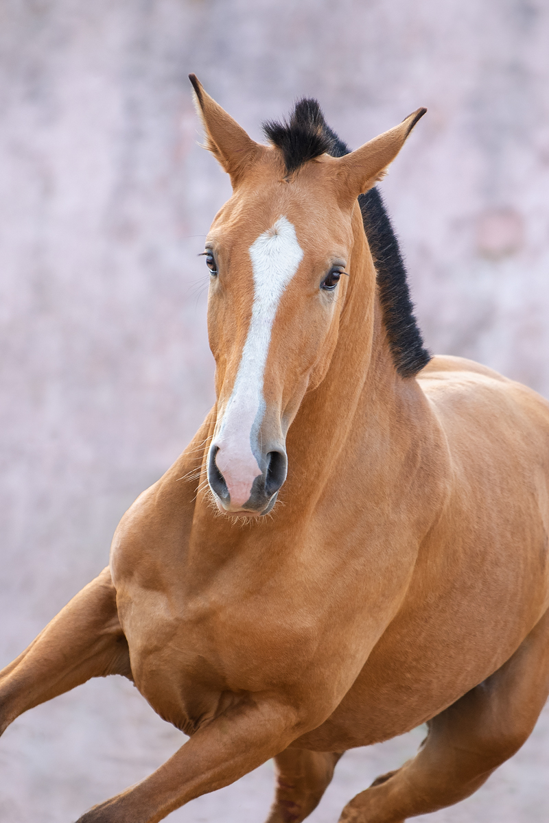 Lusitano Horses for Sale | Lusitano World