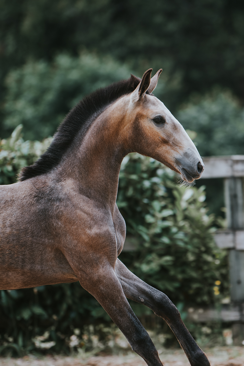 Lusitano Horses for Sale | Lusitano World