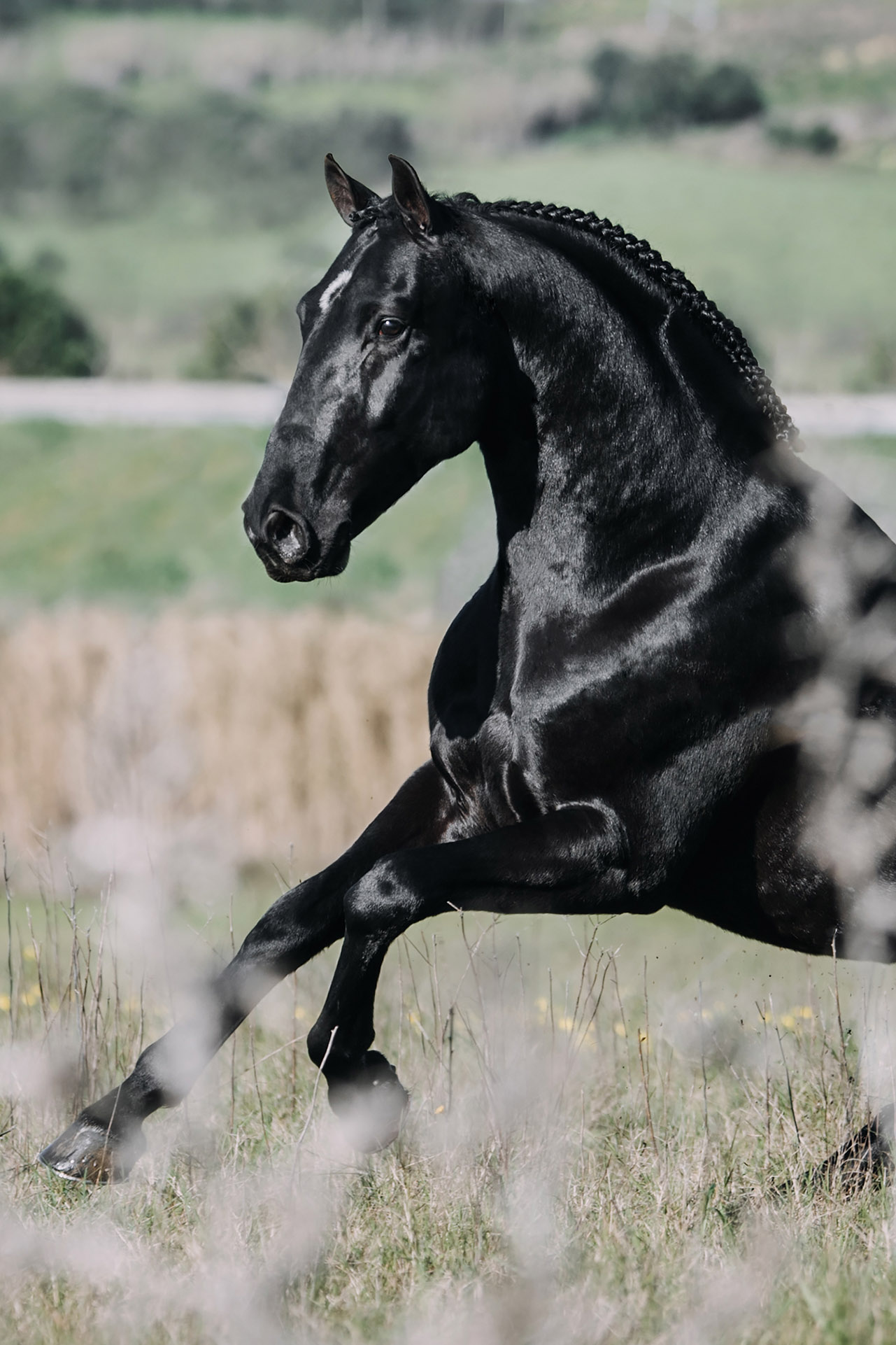 Lusitano Horses for Sale | Lusitano World
