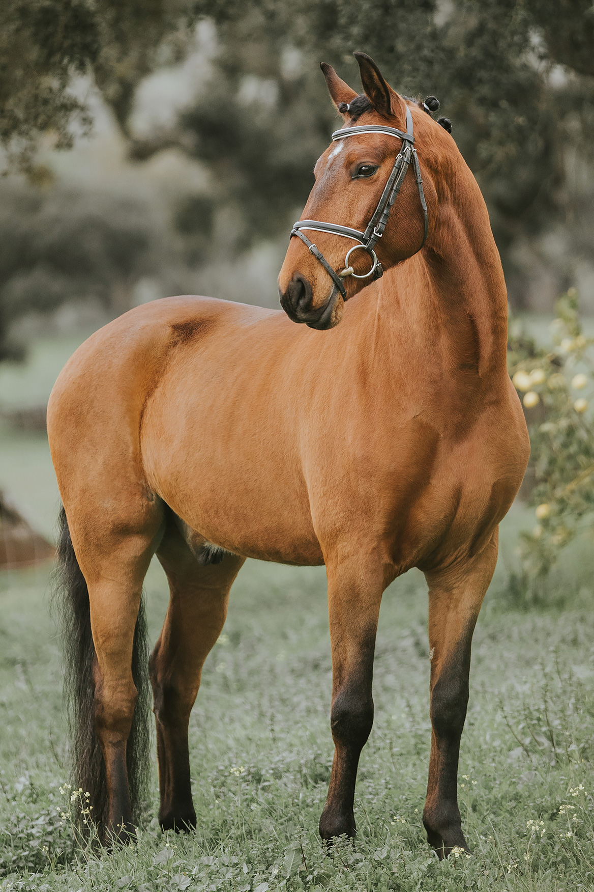 Lusitano Horses for Sale | Lusitano World