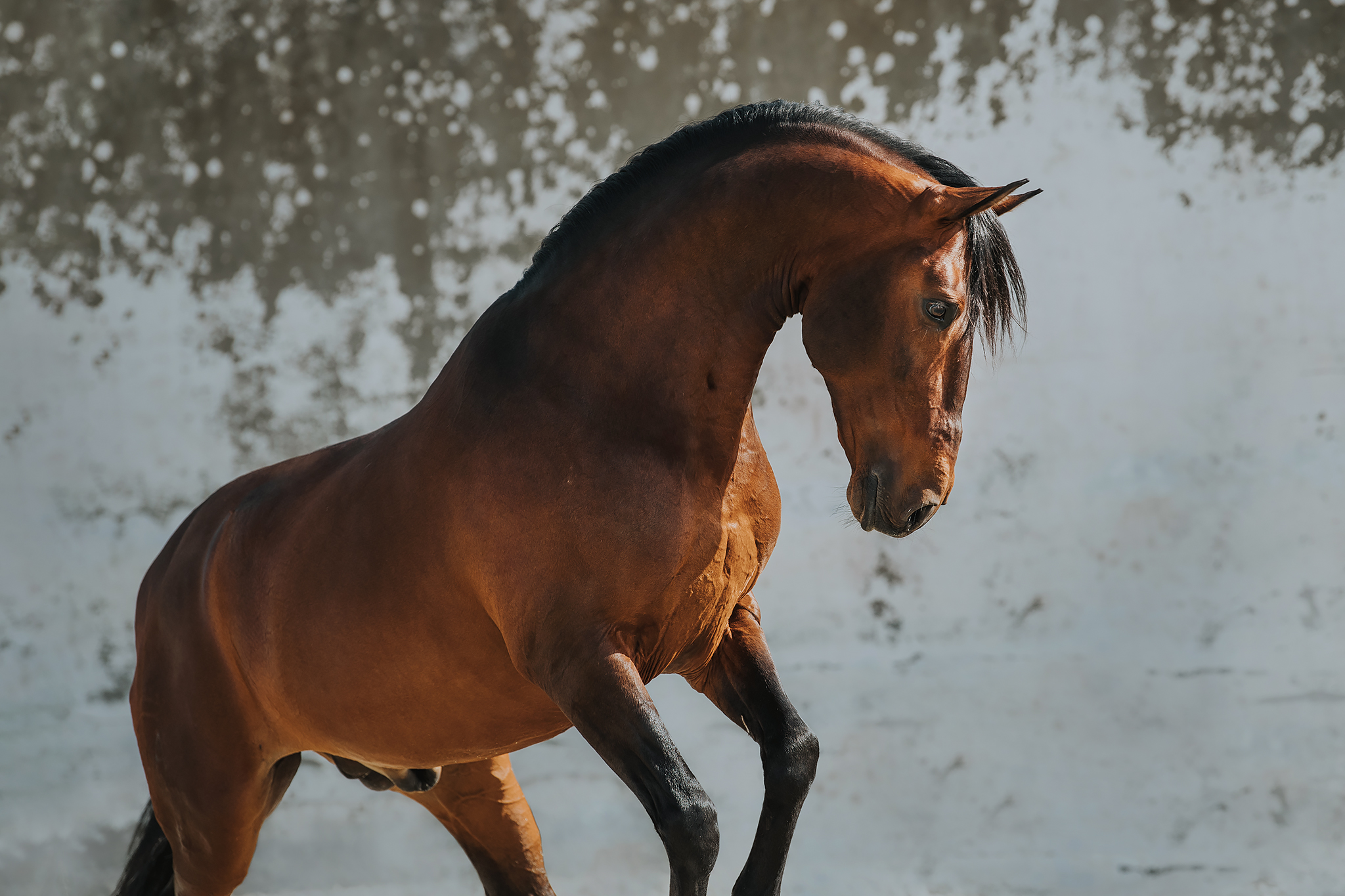 Equine Photo Workshops & Tours | Lusitano World