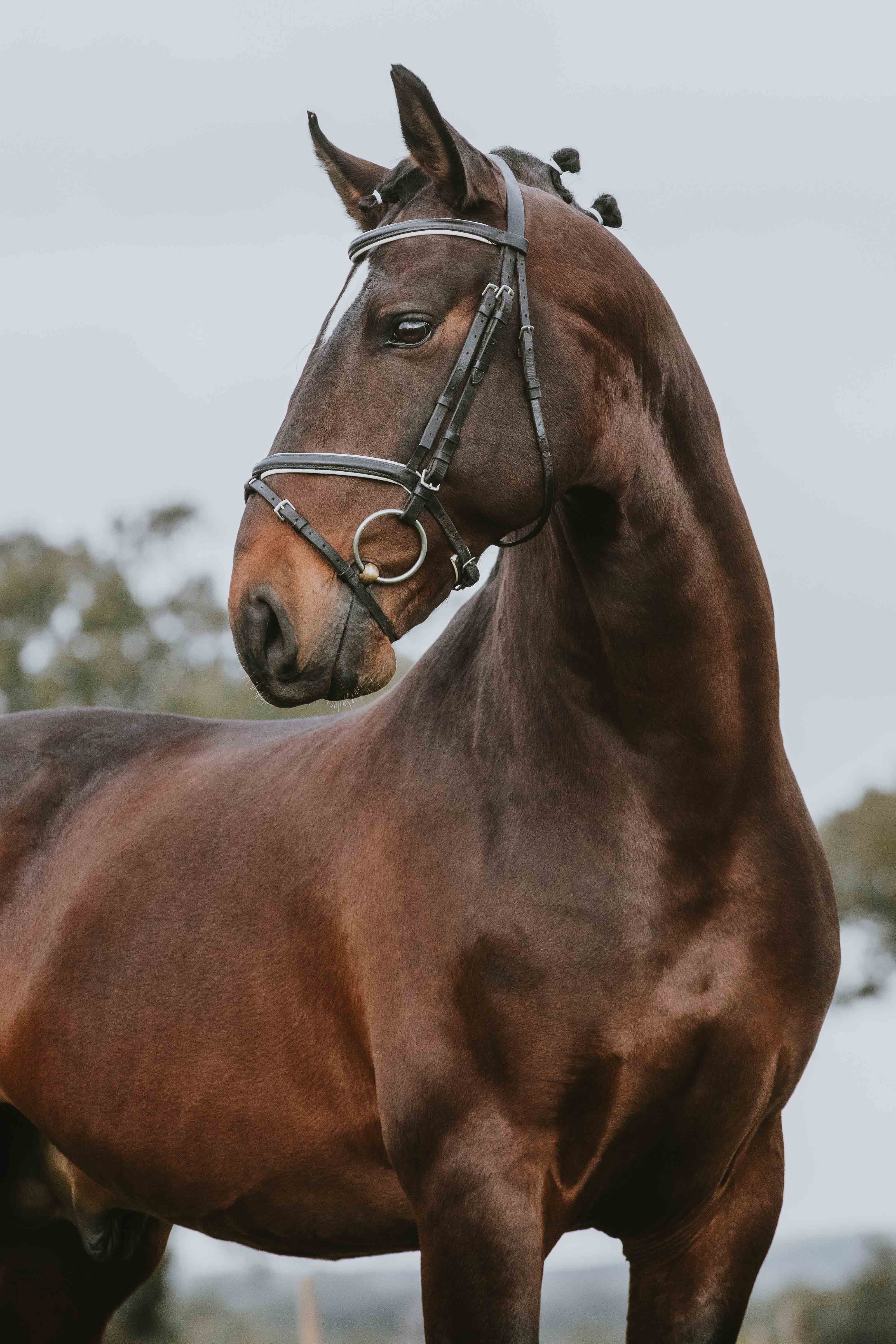 Lusitano World | Lusitano World