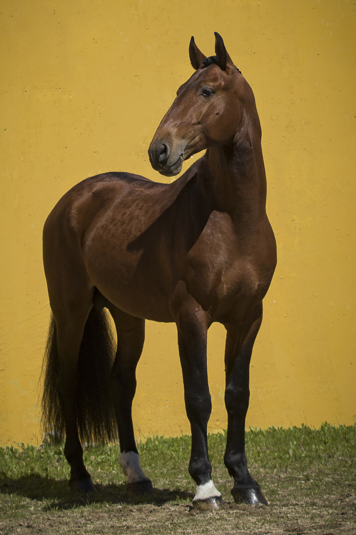 Lusitano World | Lusitano World