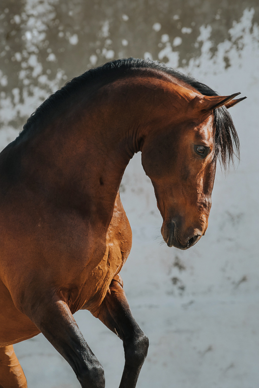 Lusitano Horses for Sale | Lusitano World