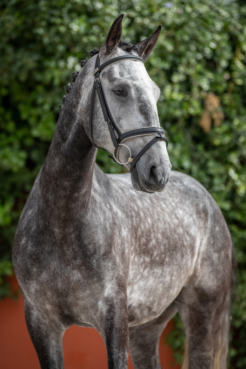 Lusitano Horses for Sale | Lusitano World