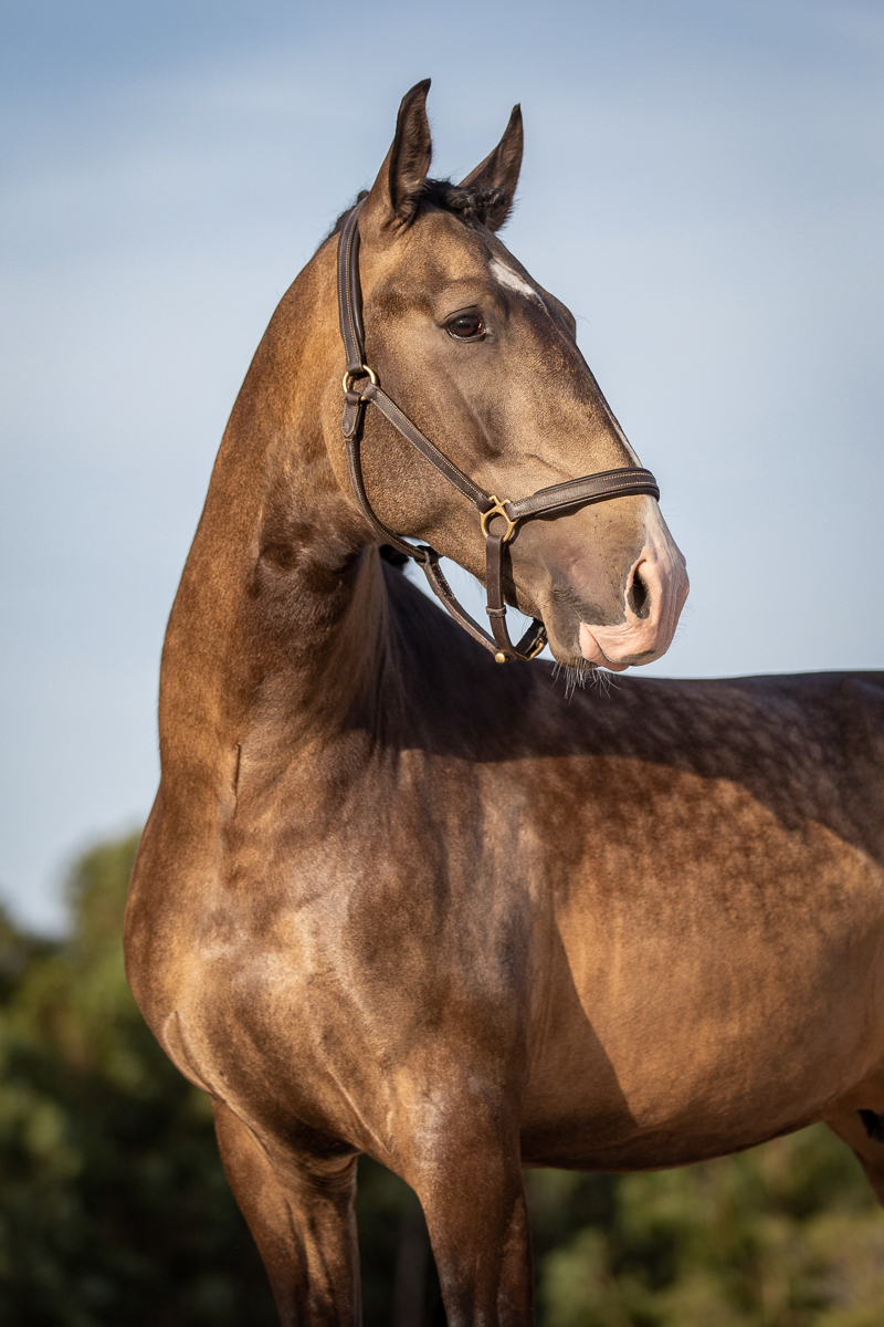 Lusitano Horses for Sale | Lusitano World