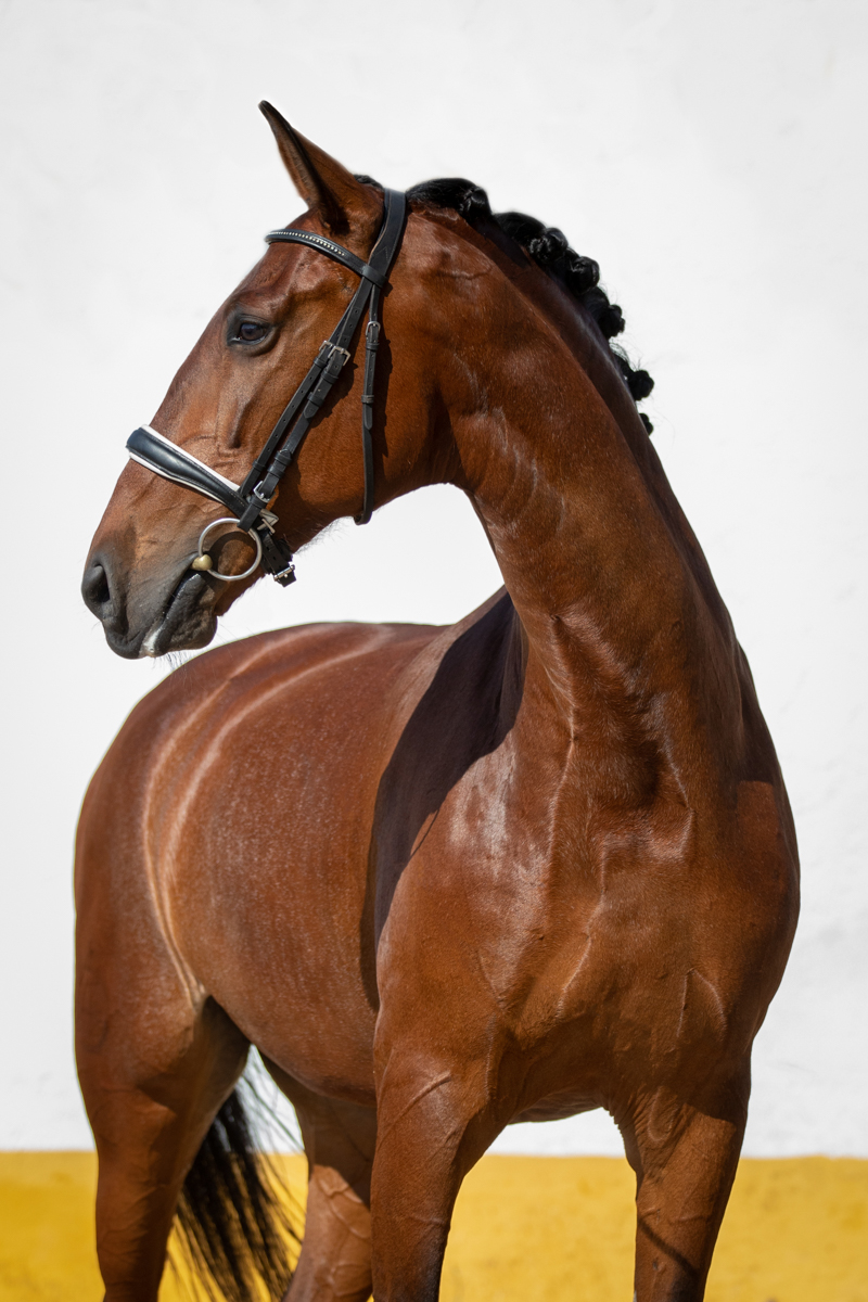 Lusitano World | Lusitano World