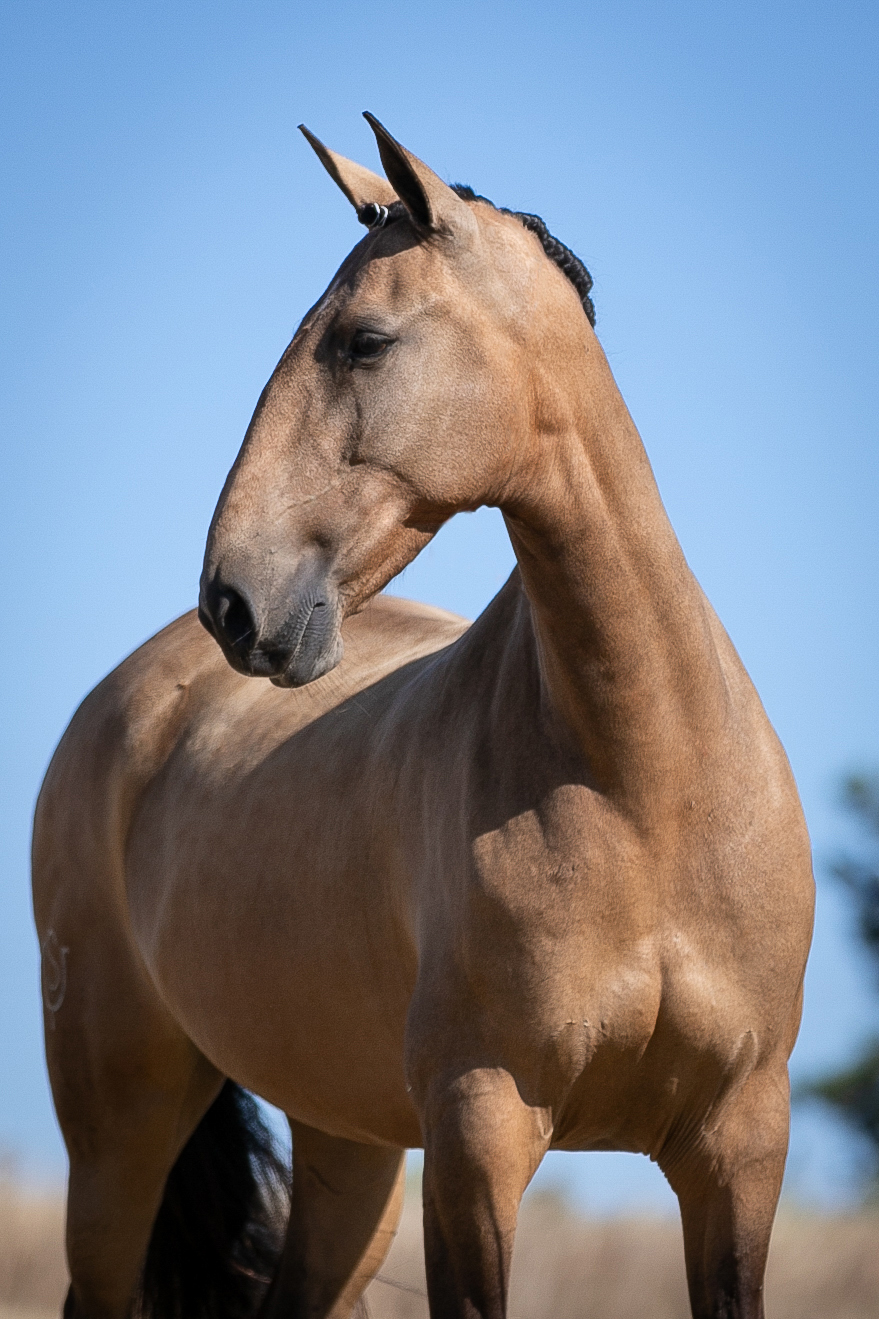 Lusitano Horses for Sale | Lusitano World