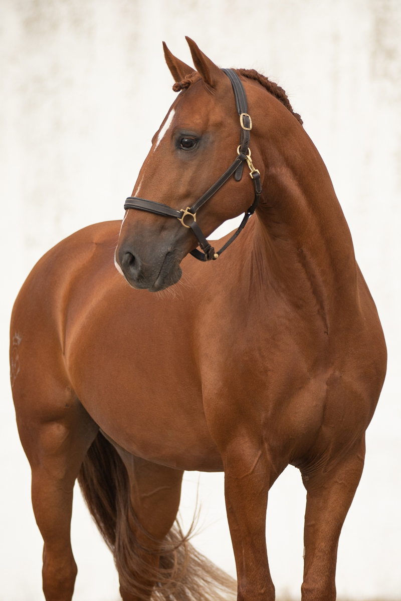 Lusitano Horses for Sale | Lusitano World