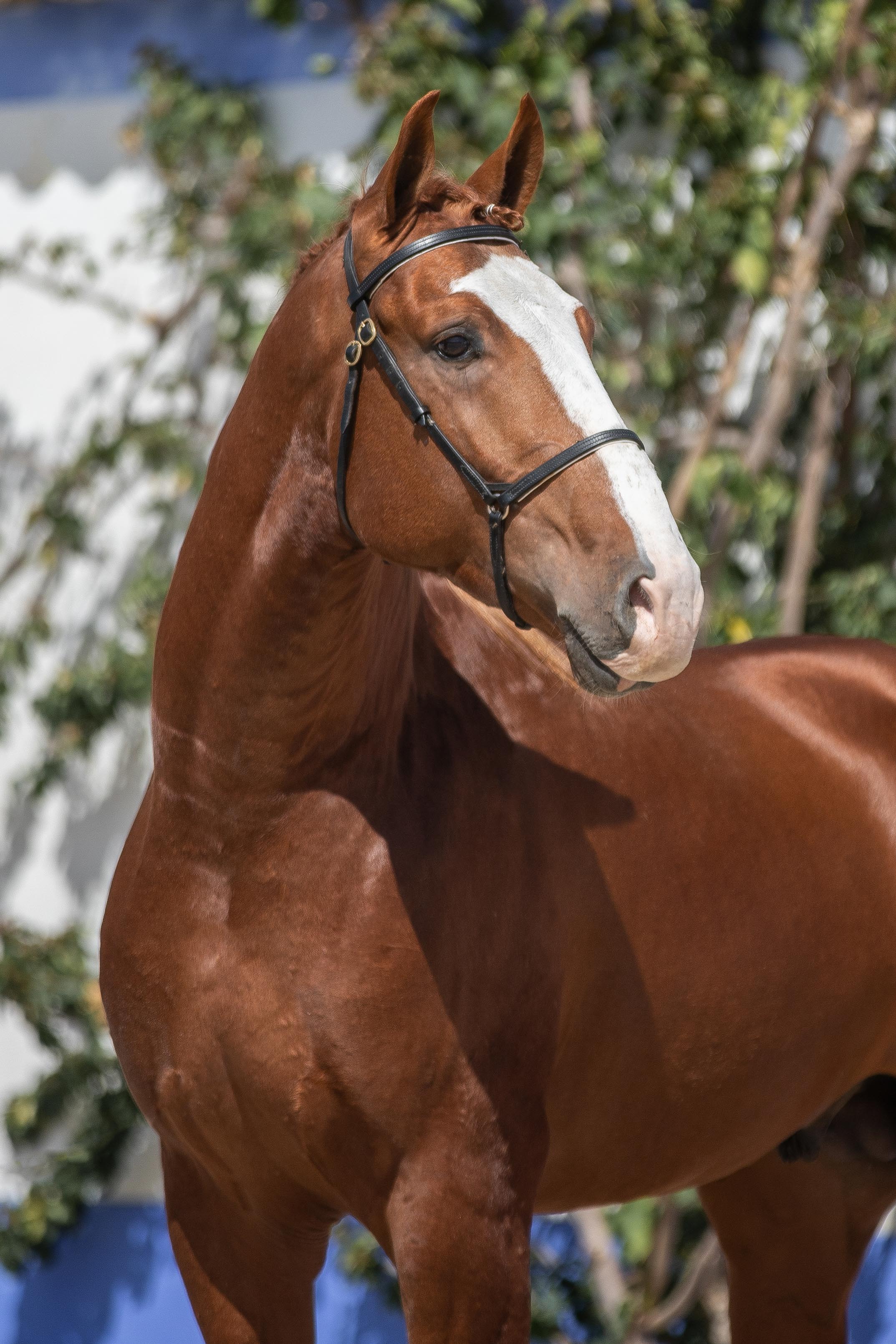 Lusitano Horses for Sale | Lusitano World