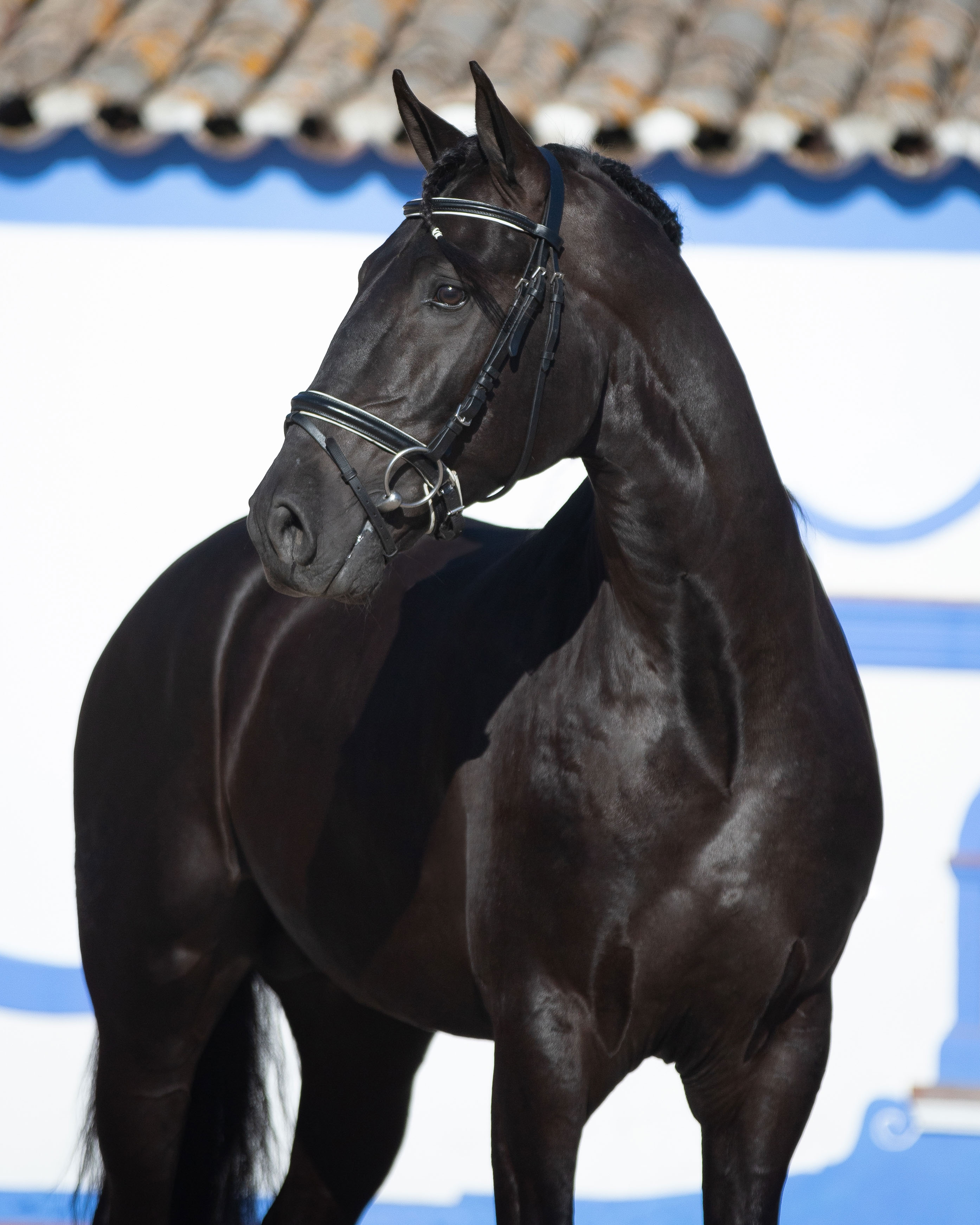 Lusitano Horses for Sale | Lusitano World