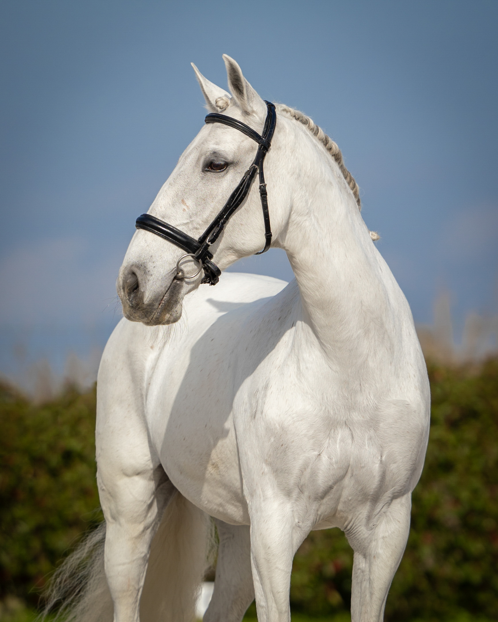 Lusitano Horses for Sale | Lusitano World