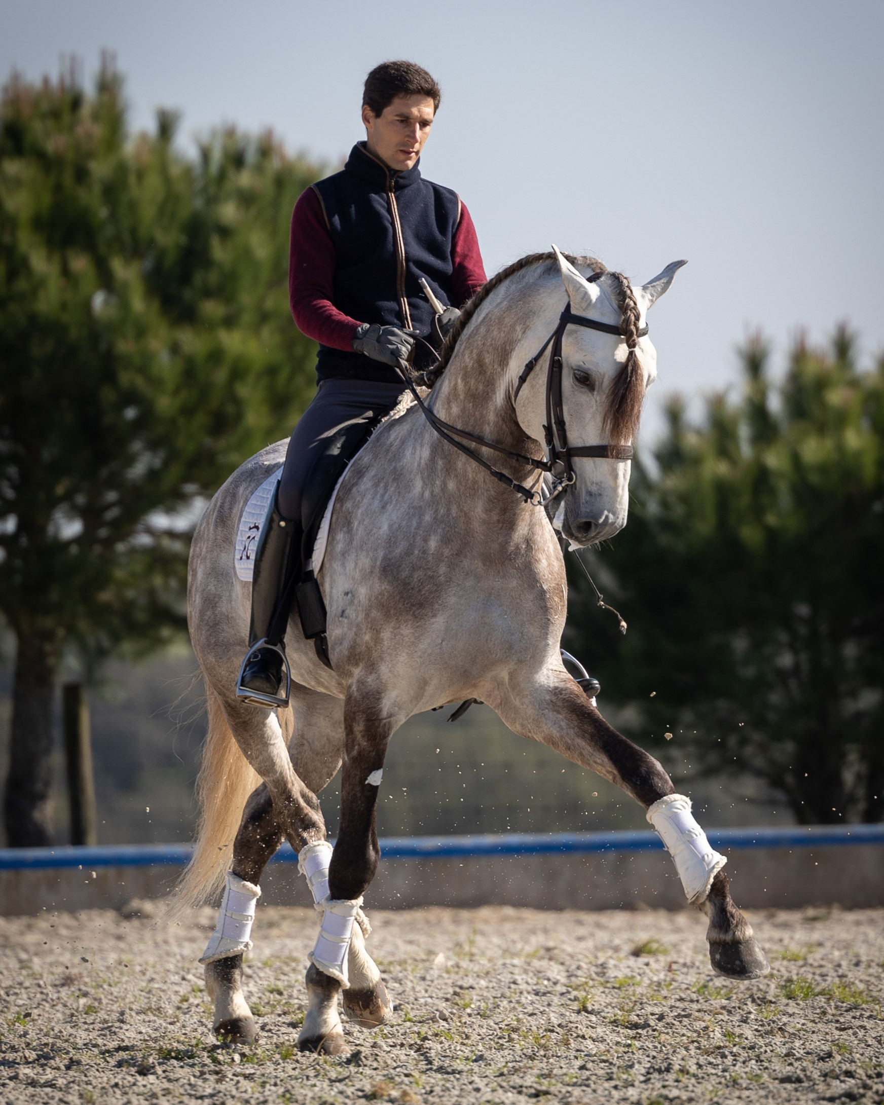 Lusitano Horses for Sale | Lusitano World
