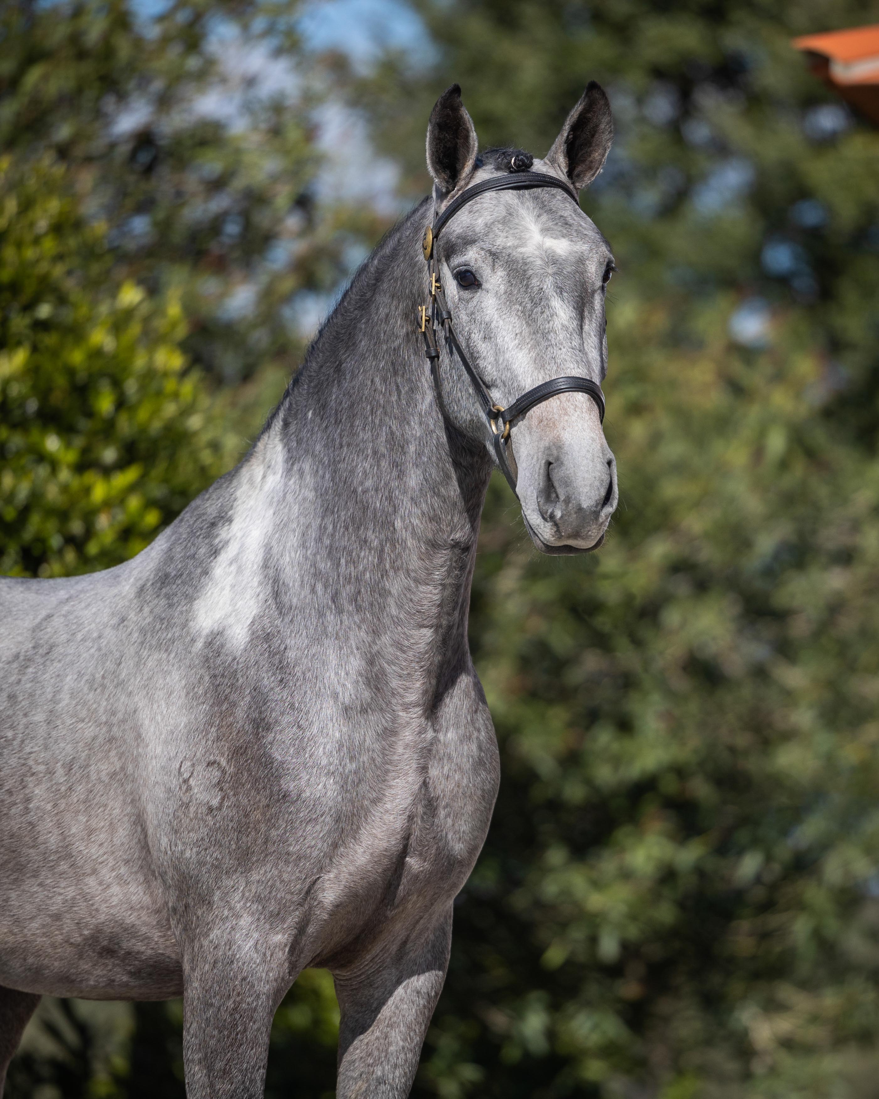 Lusitano World | Lusitano World