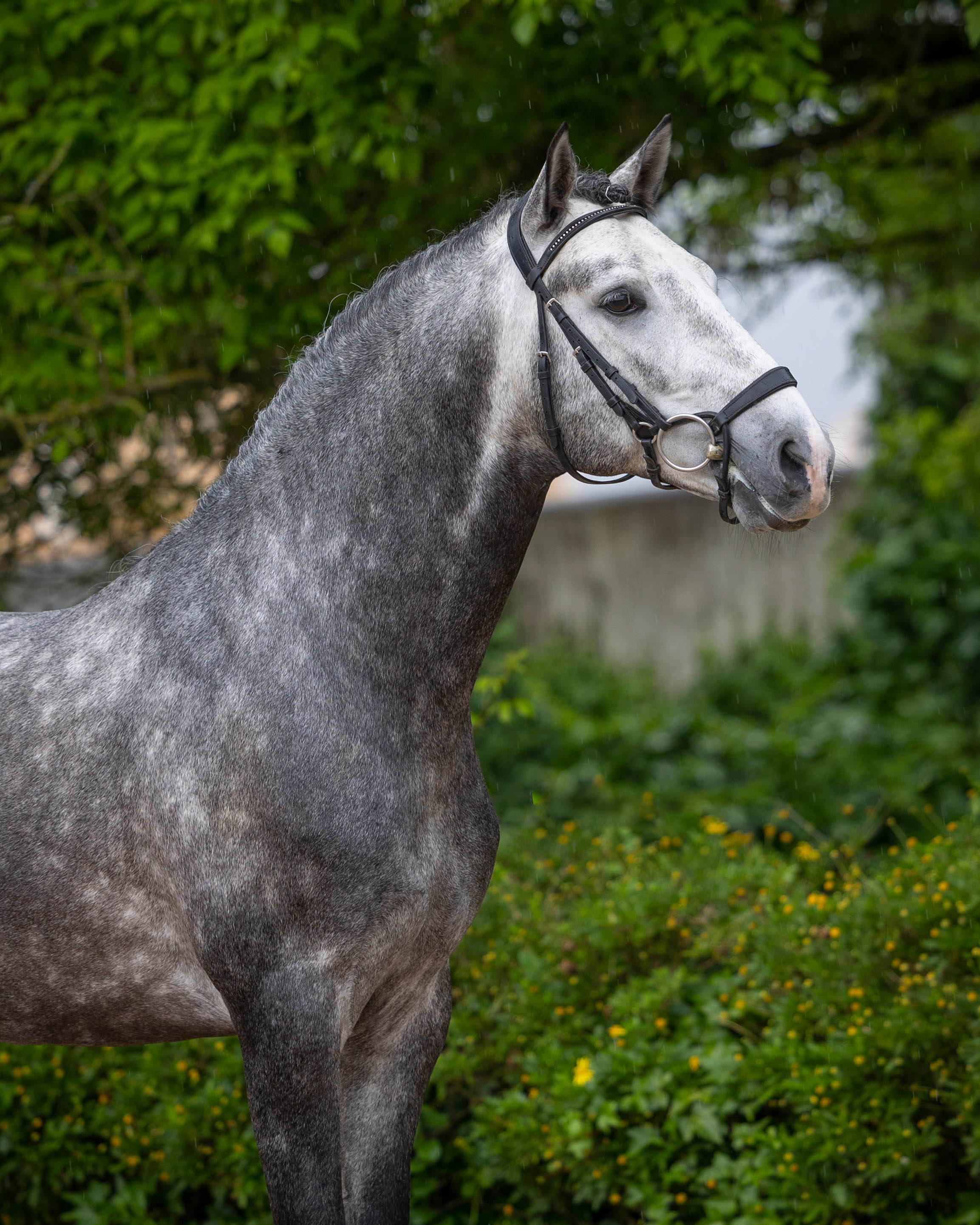Lusitano Horses for Sale | Lusitano World