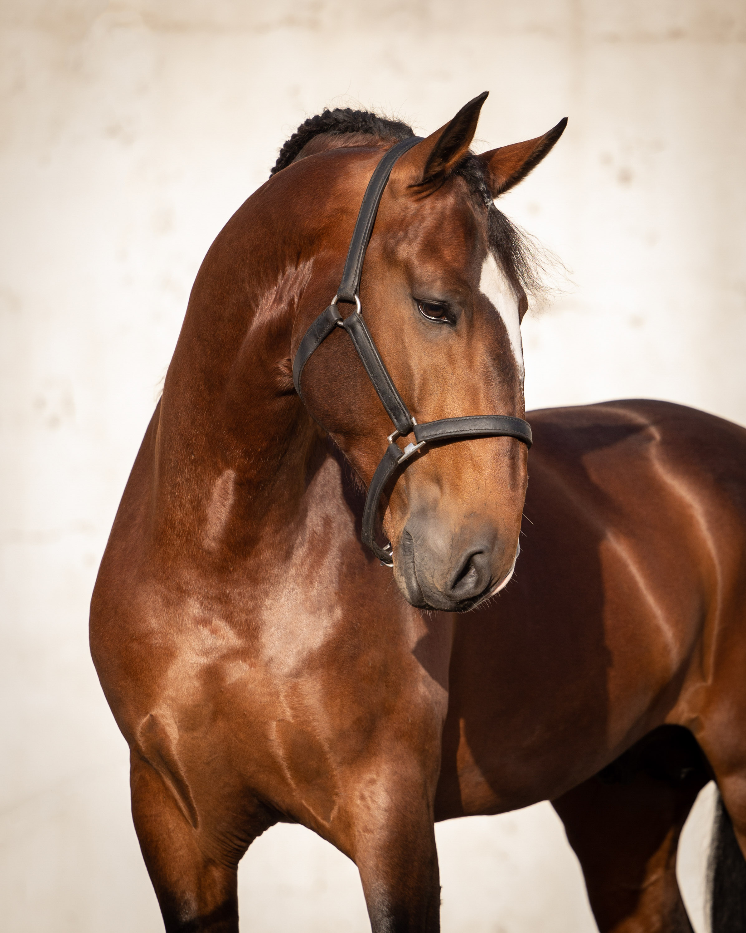 Lusitano Horses for Sale | Lusitano World