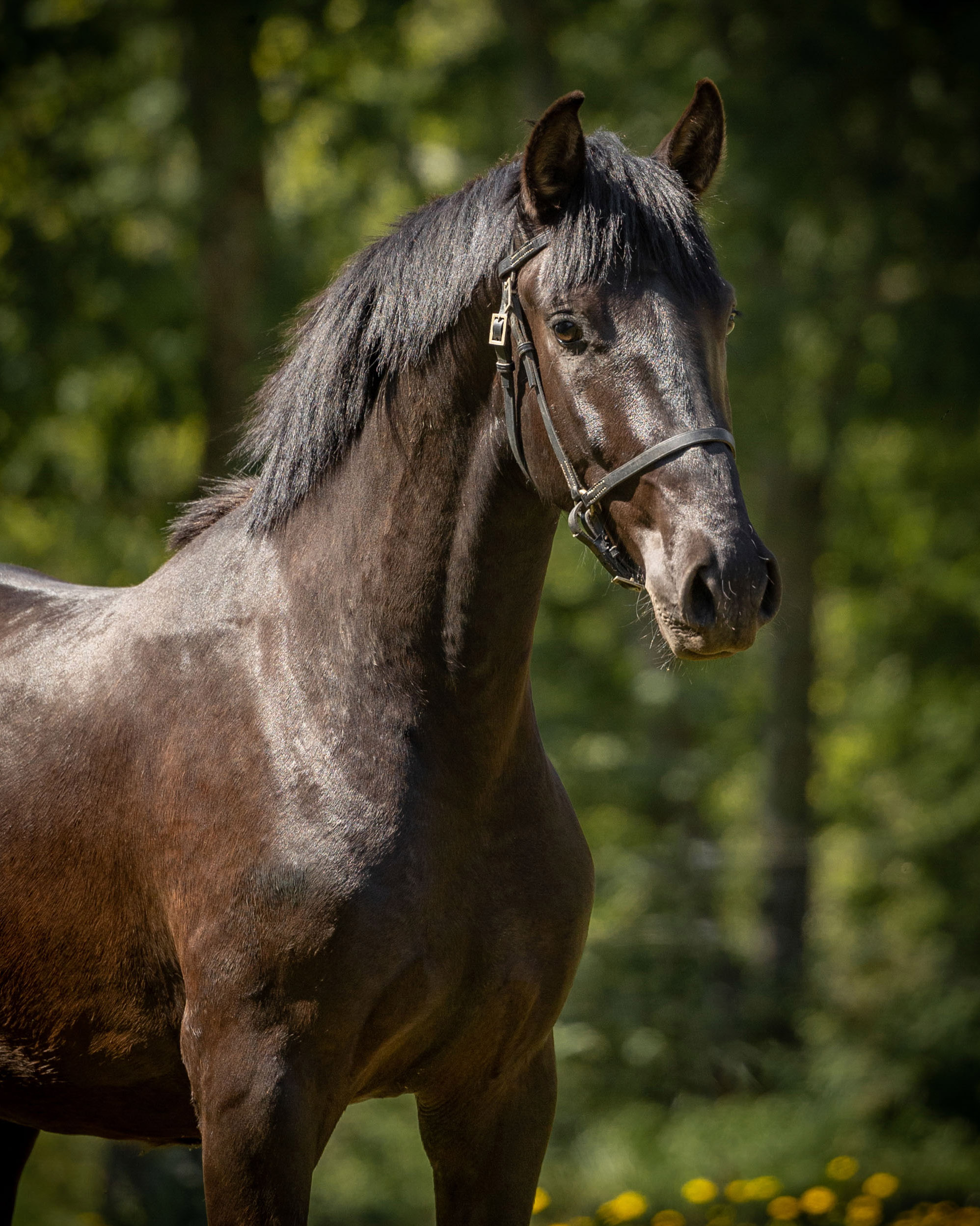 Lusitano World | Lusitano World