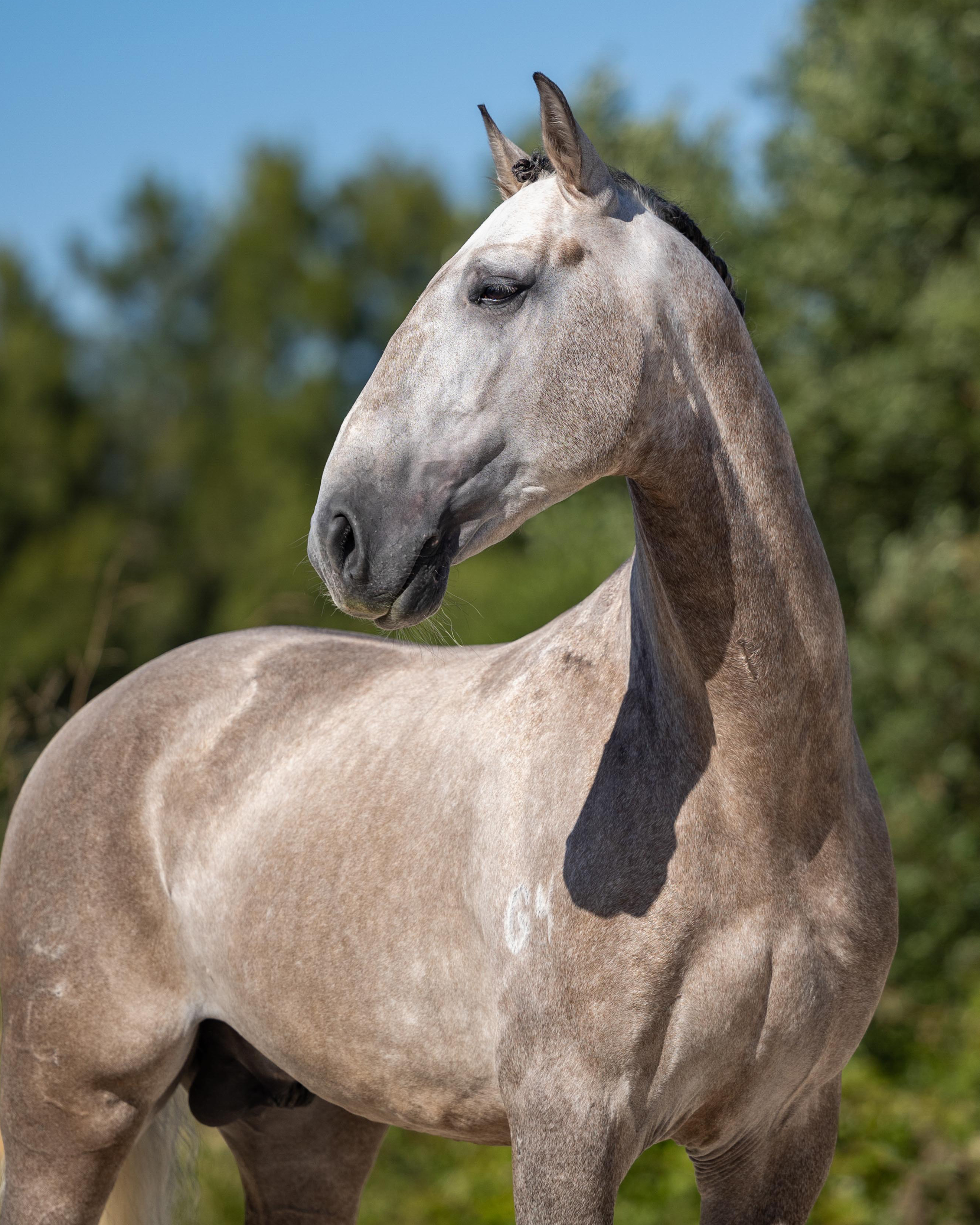 Lusitano World | Lusitano World