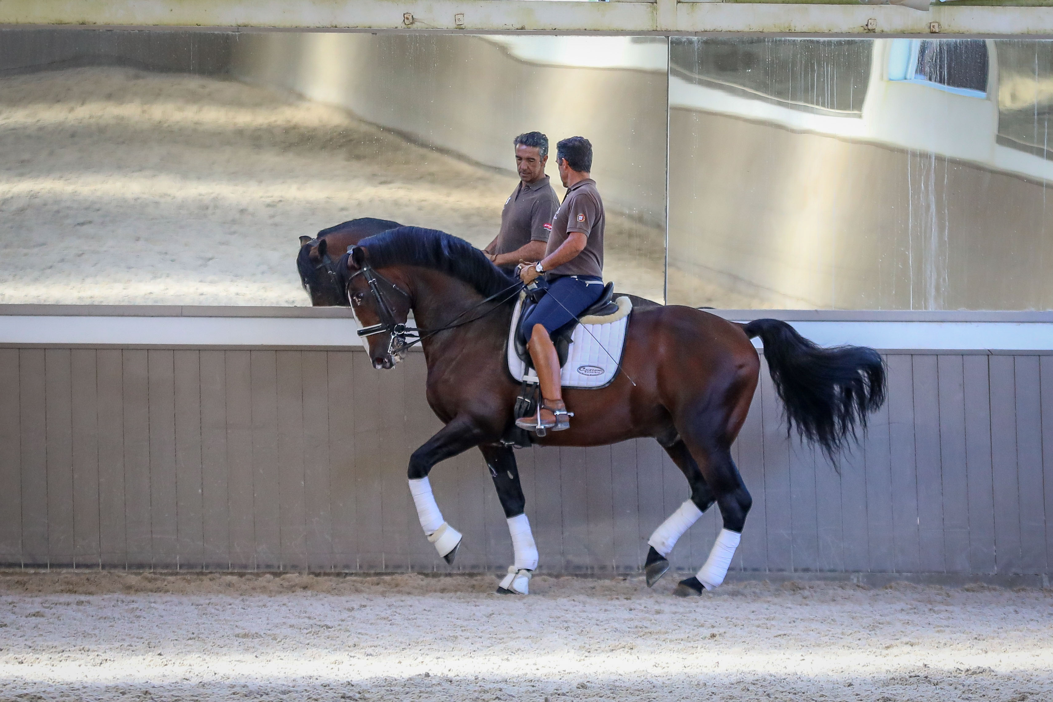 [REF #390] Grand Prix Lusitano Breeding Stallion - son of Rubi AR ...