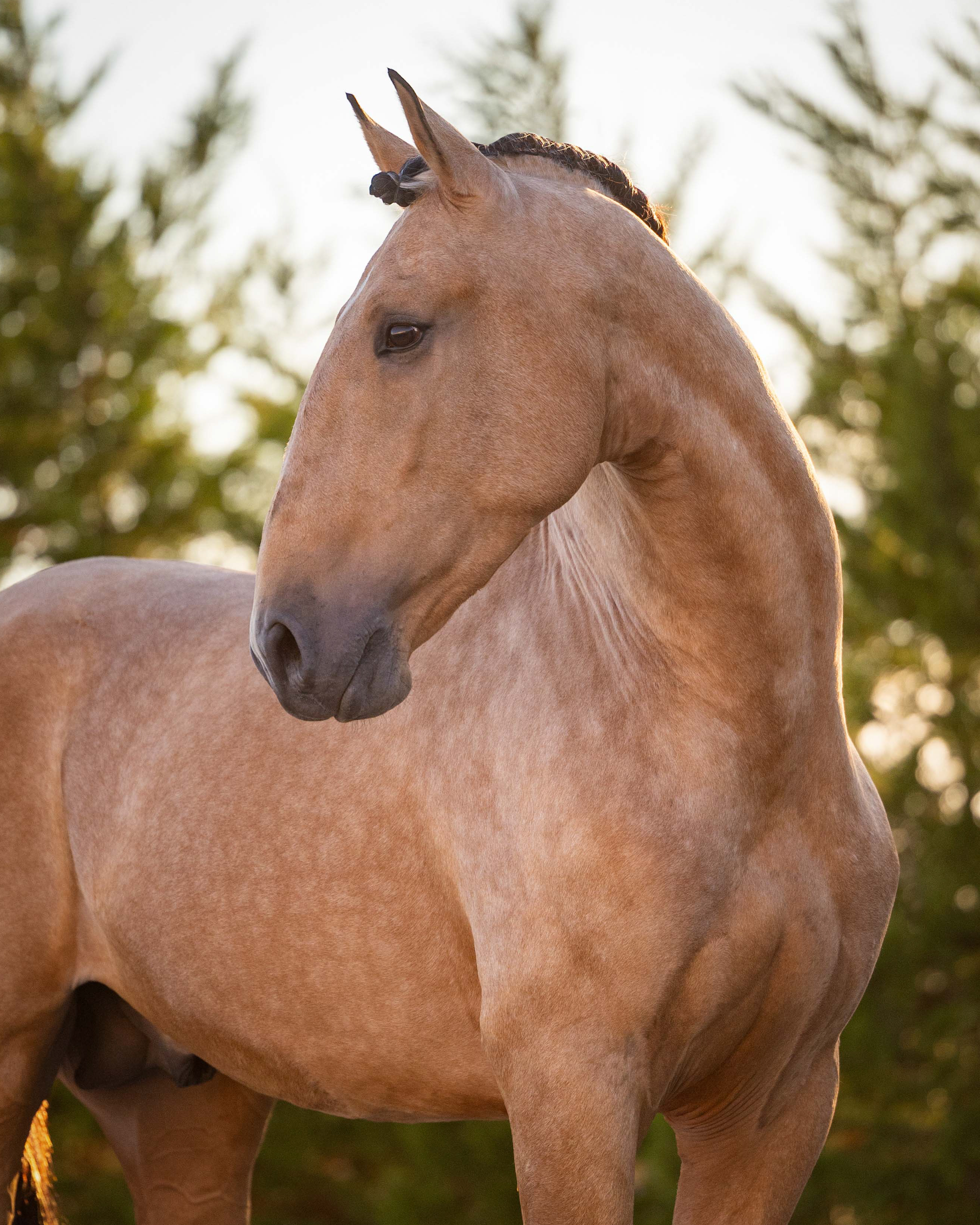 Lusitano Horses for Sale | Lusitano World