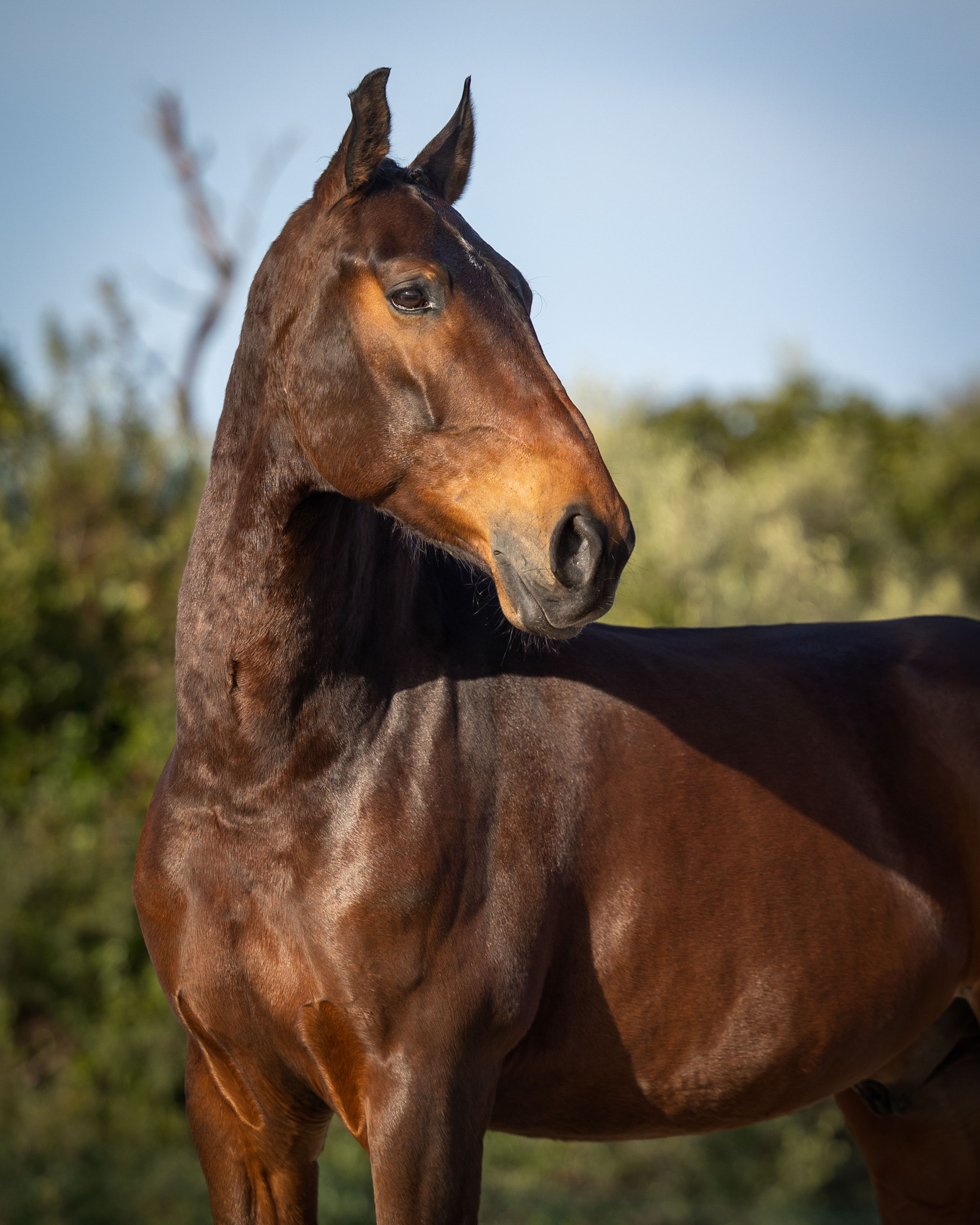 Lusitano Horses for Sale | Lusitano World