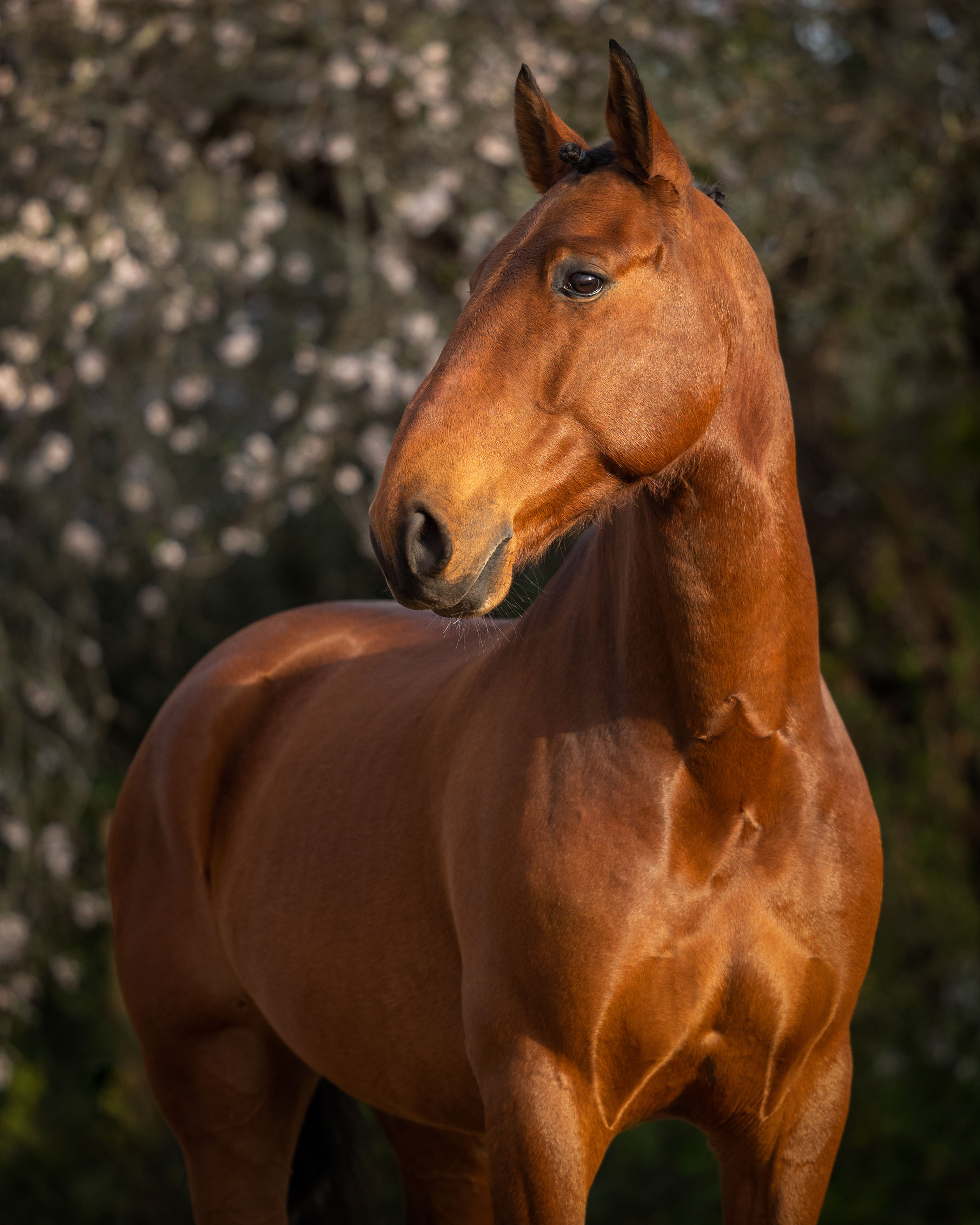 Lusitano Horses for Sale | Lusitano World
