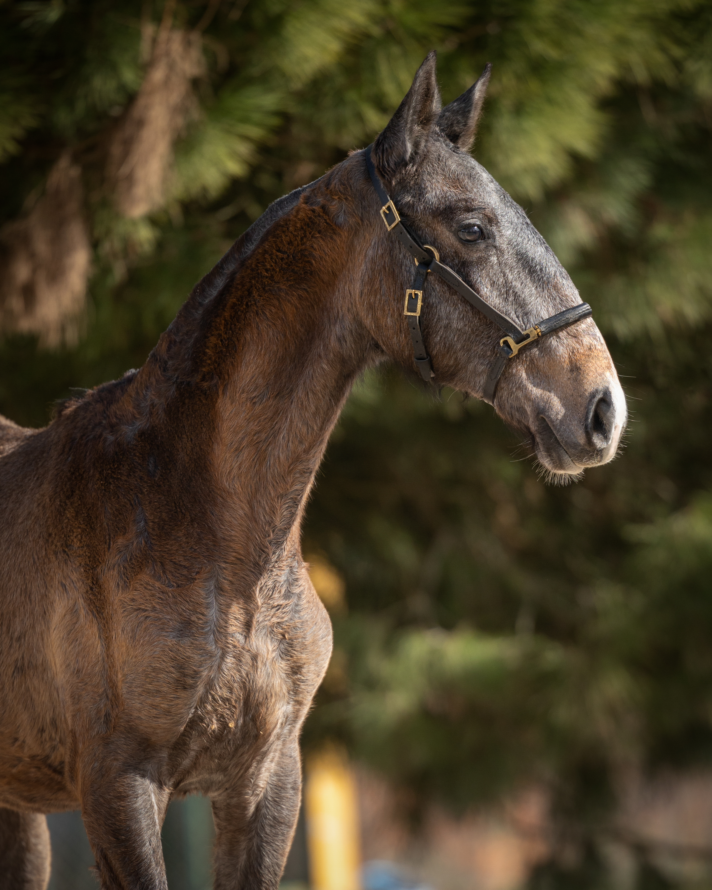 Lusitano Horses for Sale | Lusitano World
