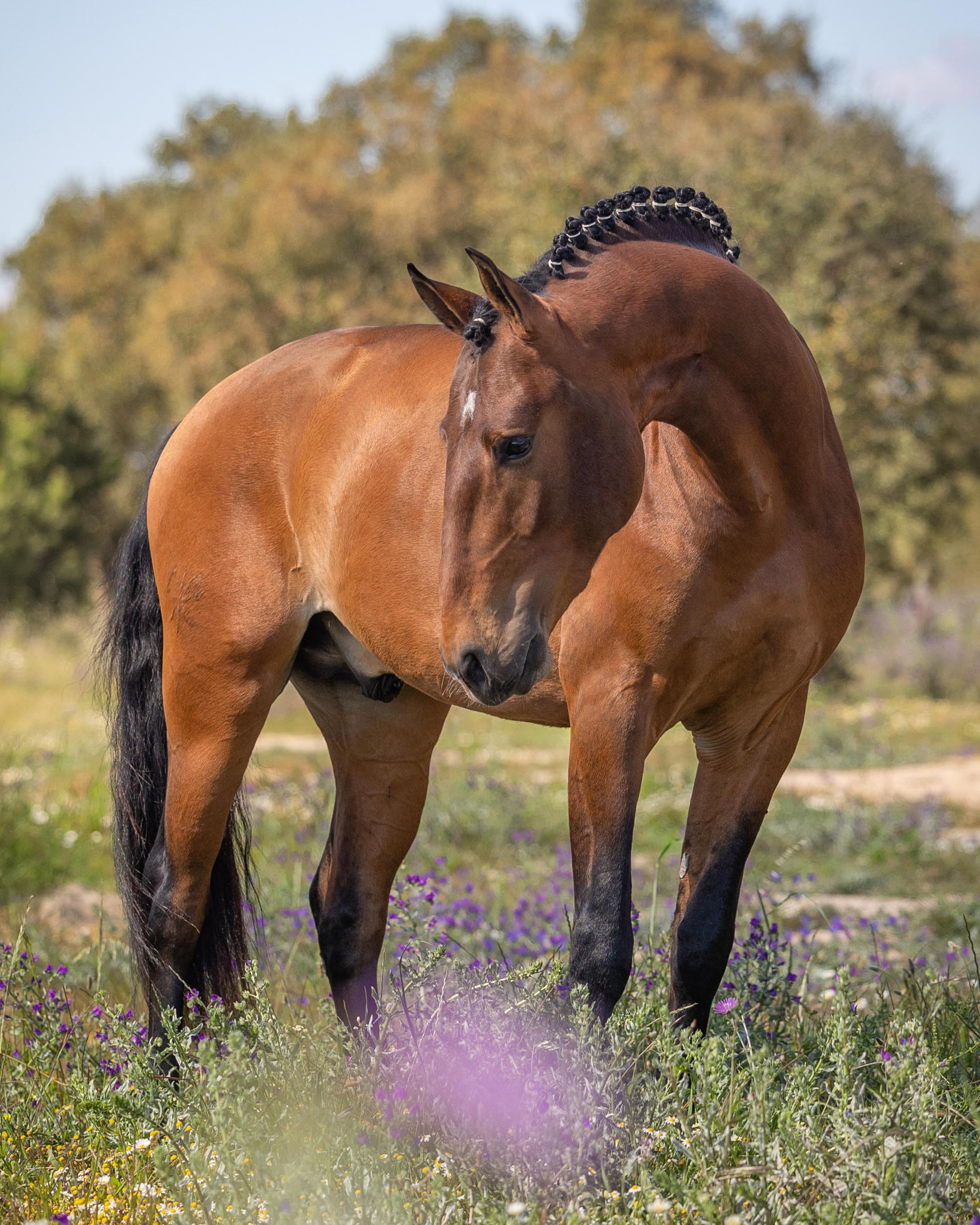 Lusitano Horses for Sale | Lusitano World