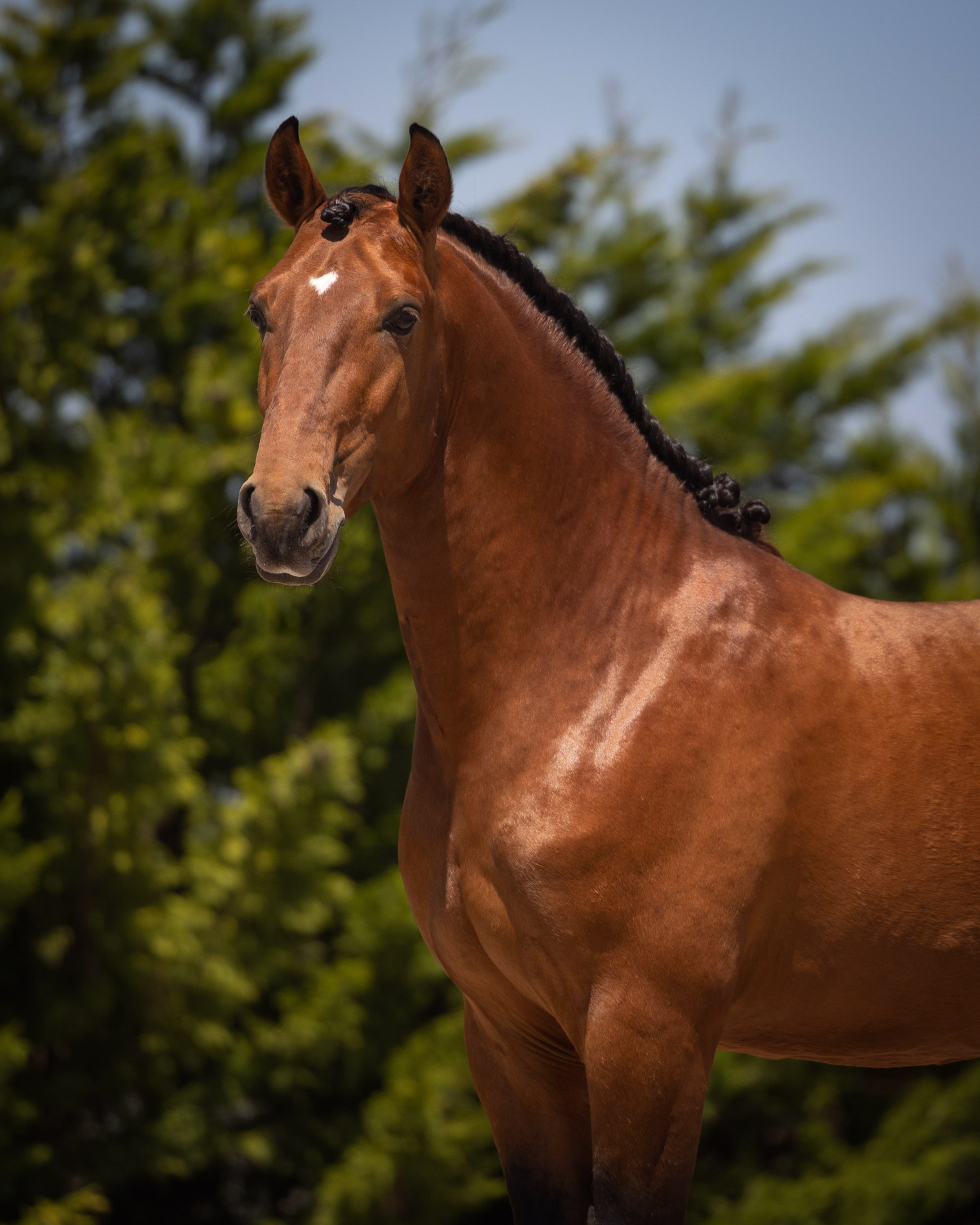 Lusitano Horses for Sale | Lusitano World