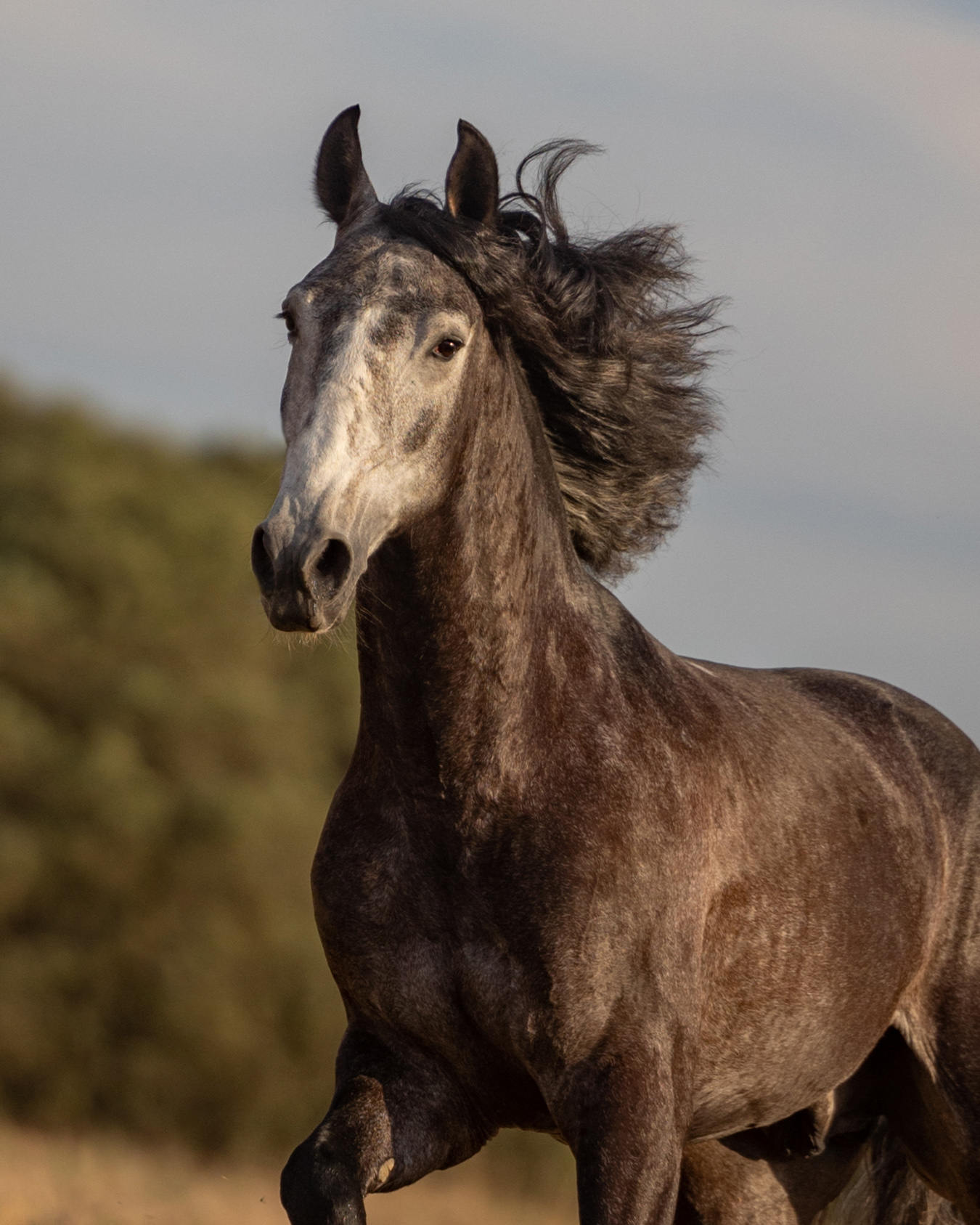 Lusitano World | Lusitano World