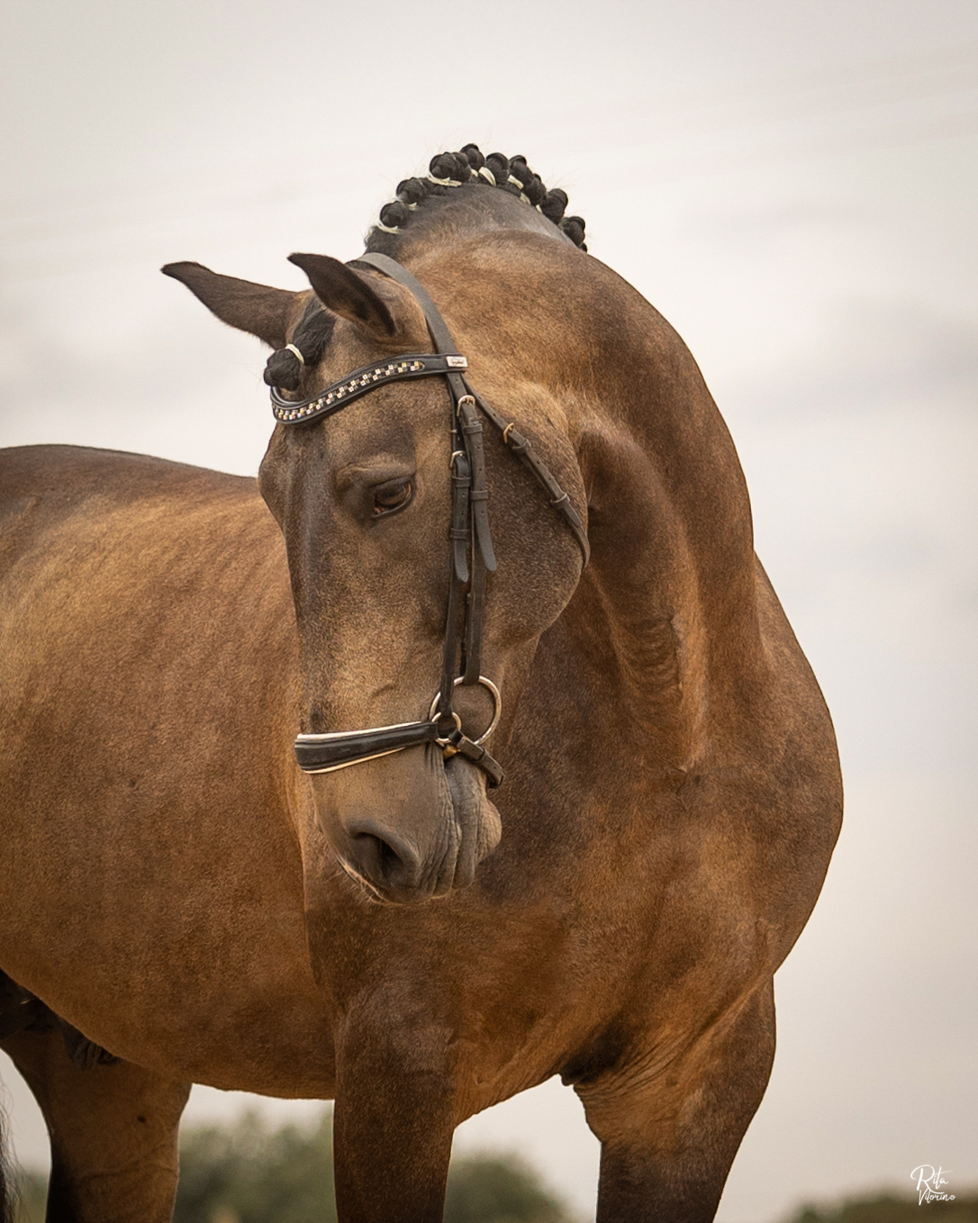 Lusitano World | Lusitano World