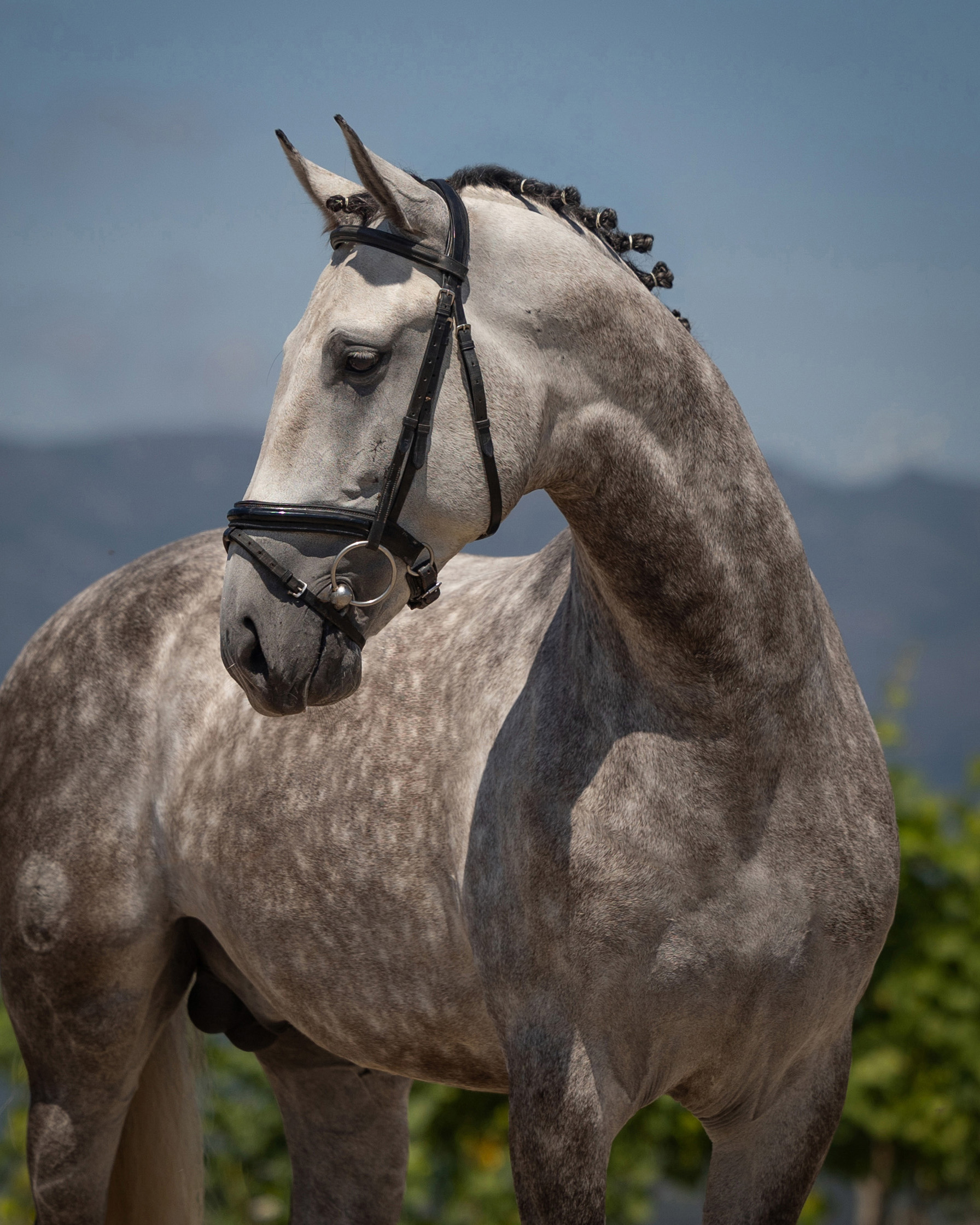 Lusitano Horses for Sale | Lusitano World
