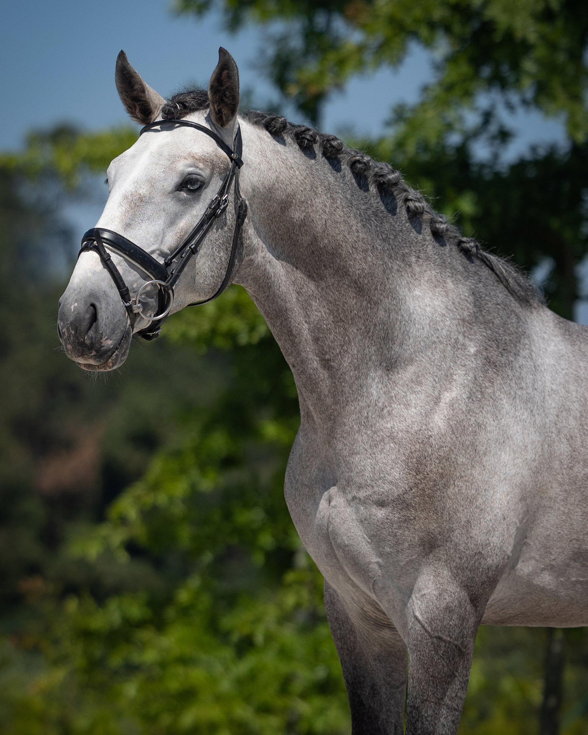 Lusitano World | Lusitano World