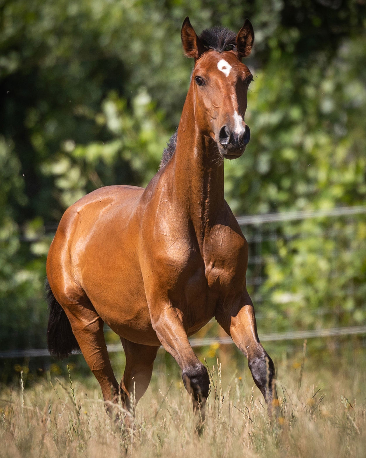 Lusitano Horses for Sale | Lusitano World