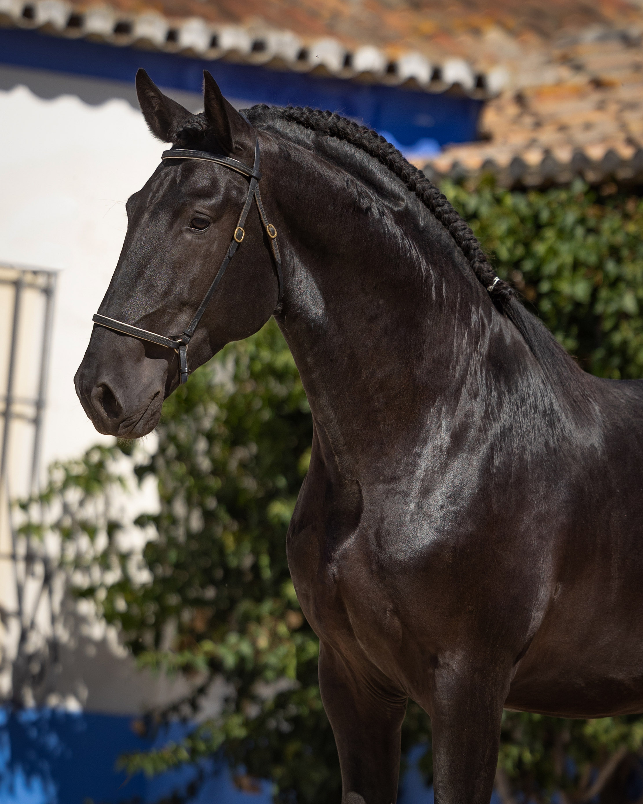Lusitano Horses for Sale | Lusitano World