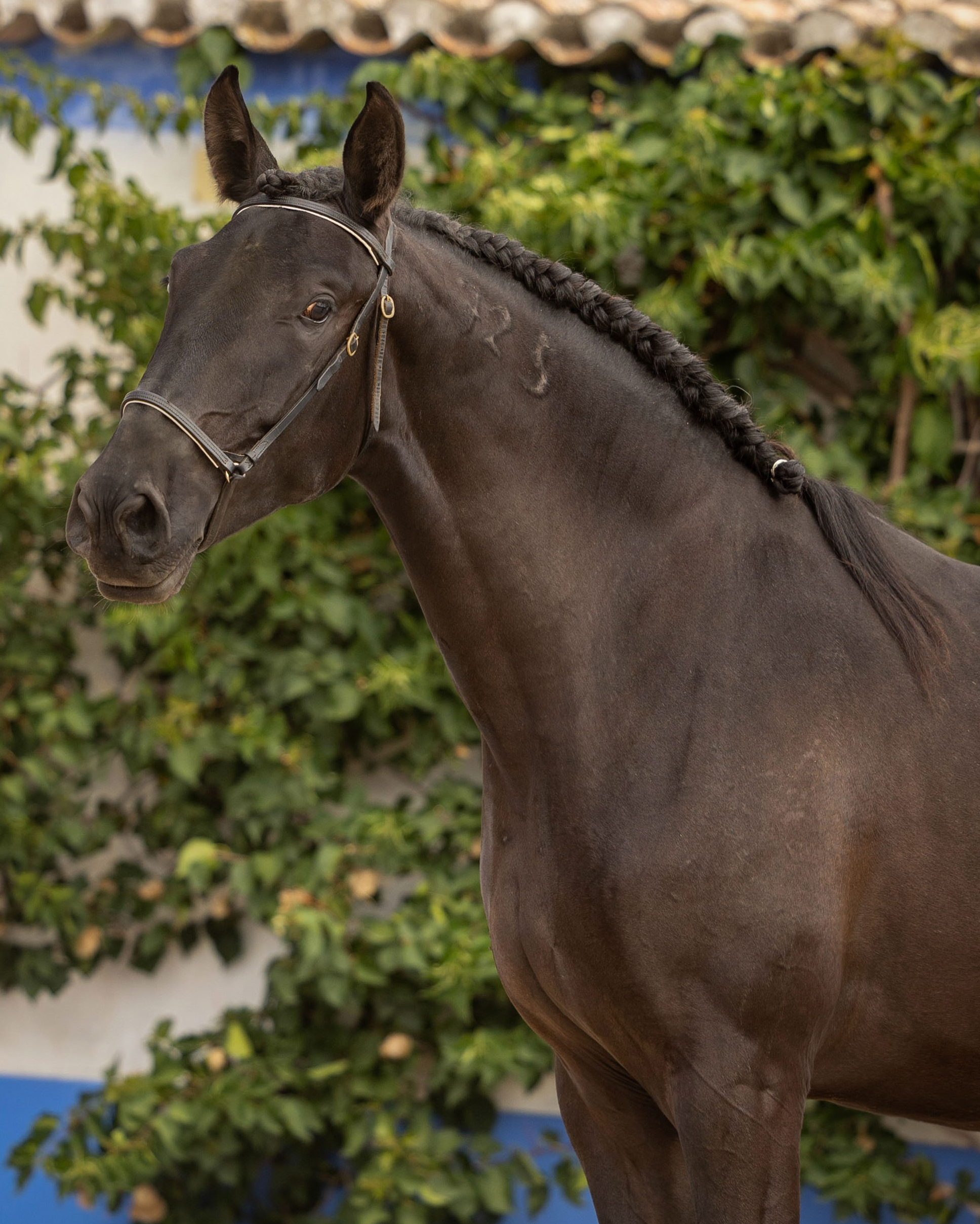 28 NEW STALLIONS TO THE LUSITANO STUDBOOK | Lusitano World