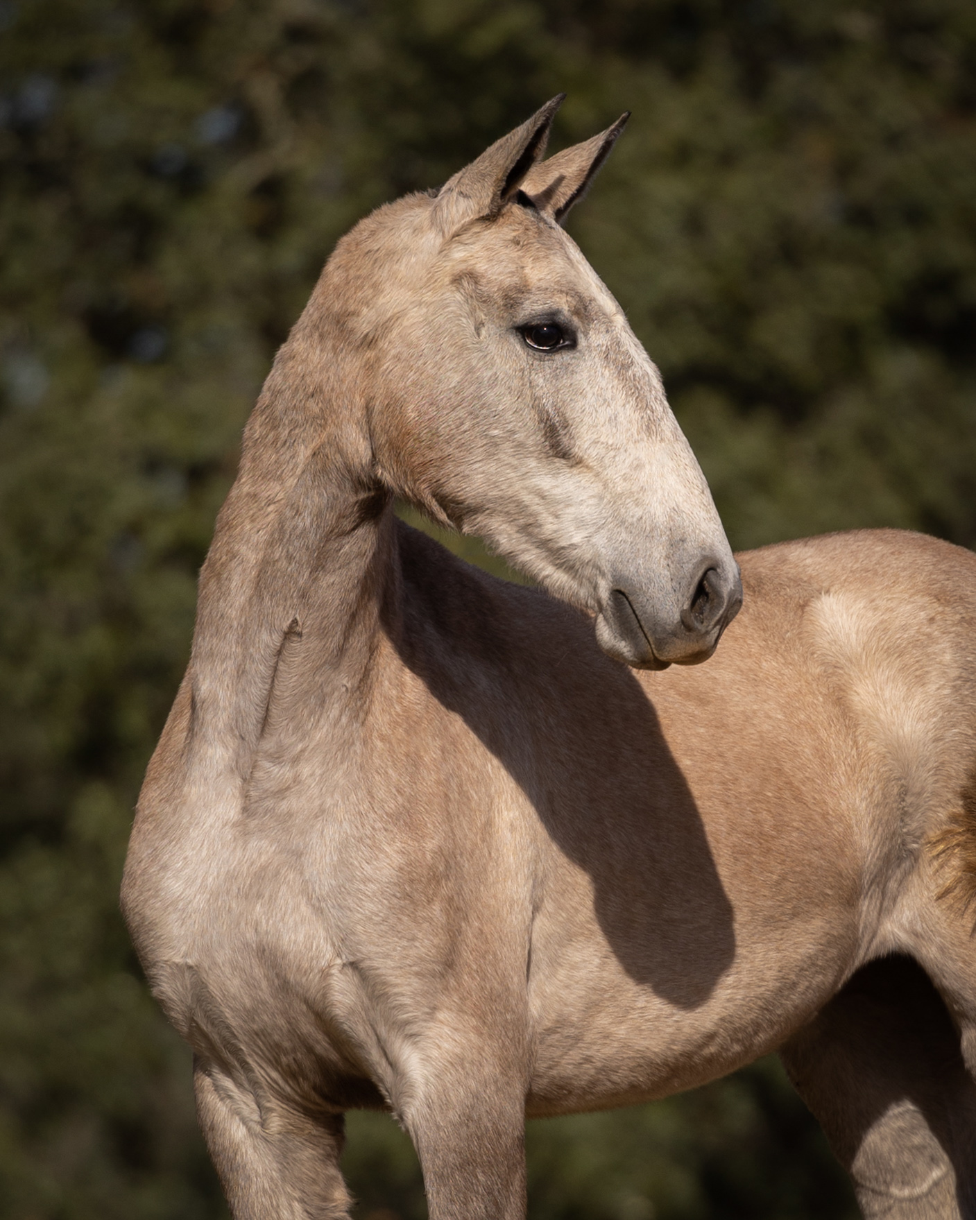 Lusitano World | Lusitano World