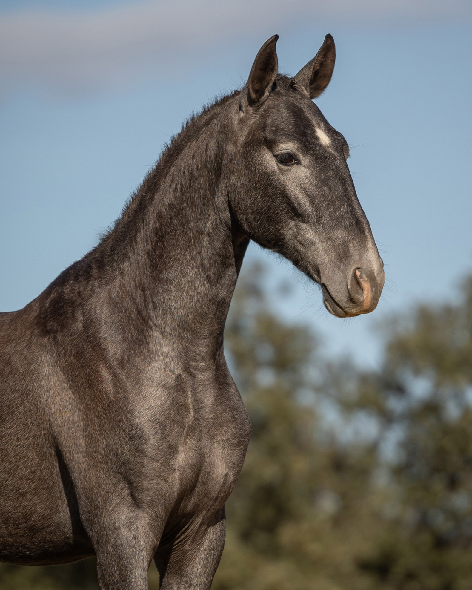 Lusitano Horses for Sale | Lusitano World