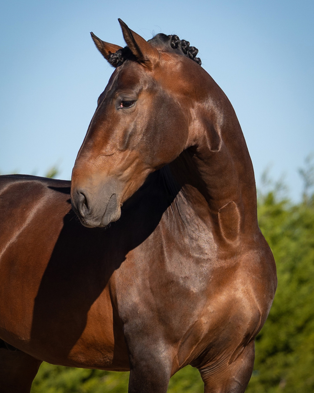 Lusitano Horses for Sale | Lusitano World