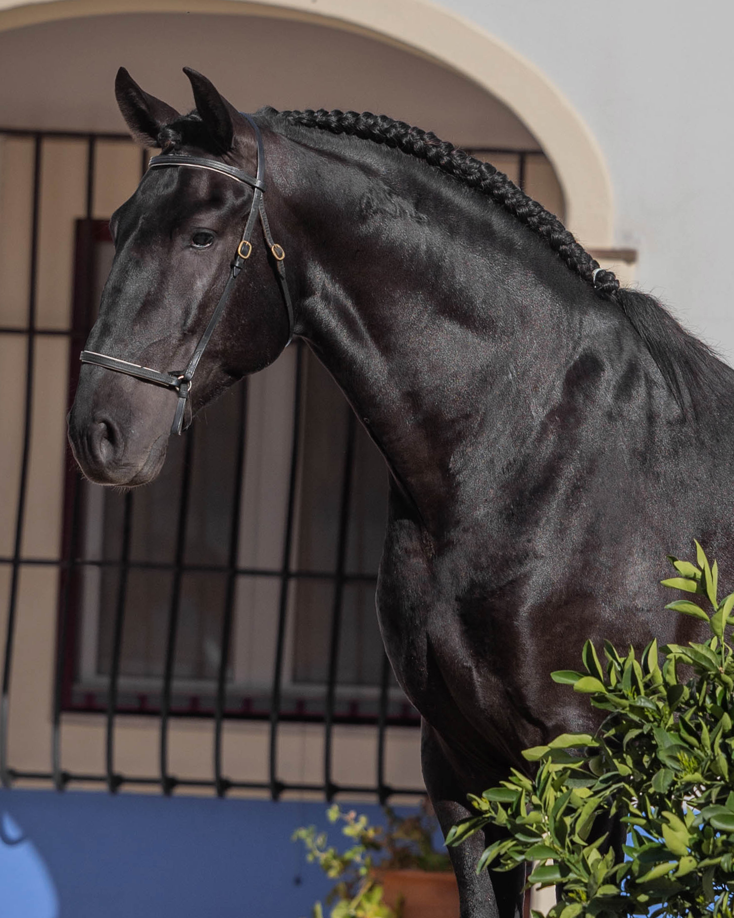 Lusitano World | Lusitano World
