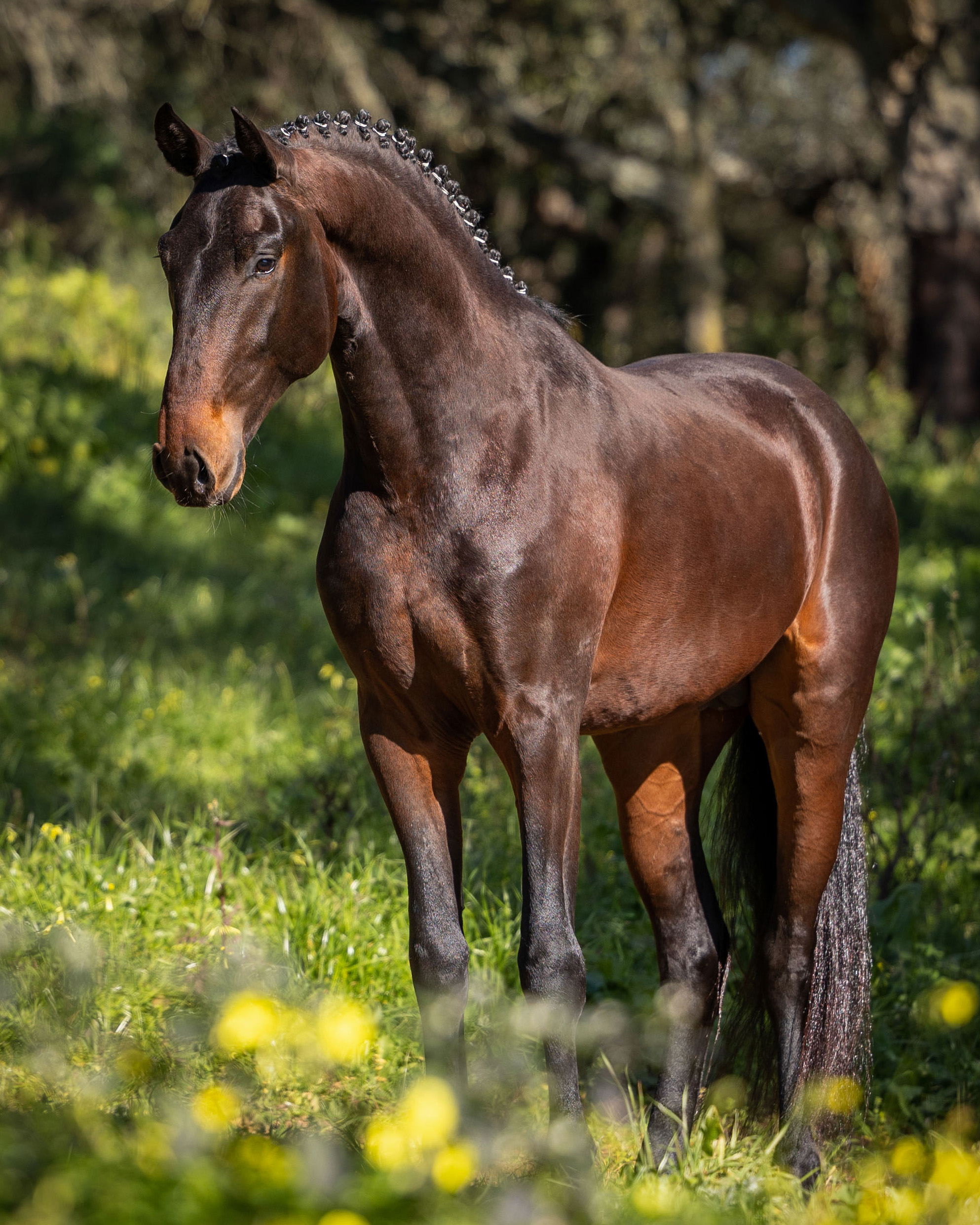 Lusitano Horses for Sale | Lusitano World