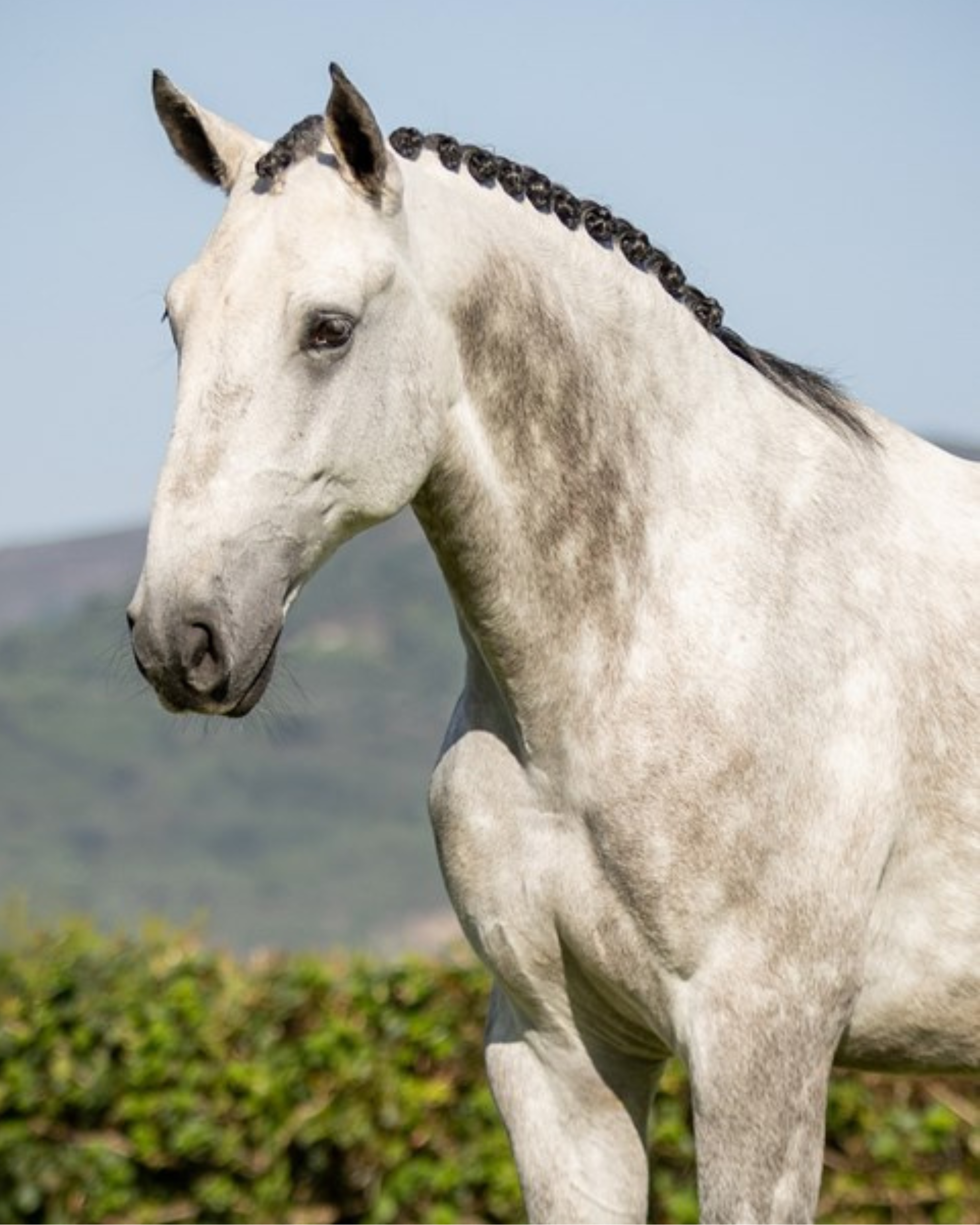 Lusitano World | Lusitano World